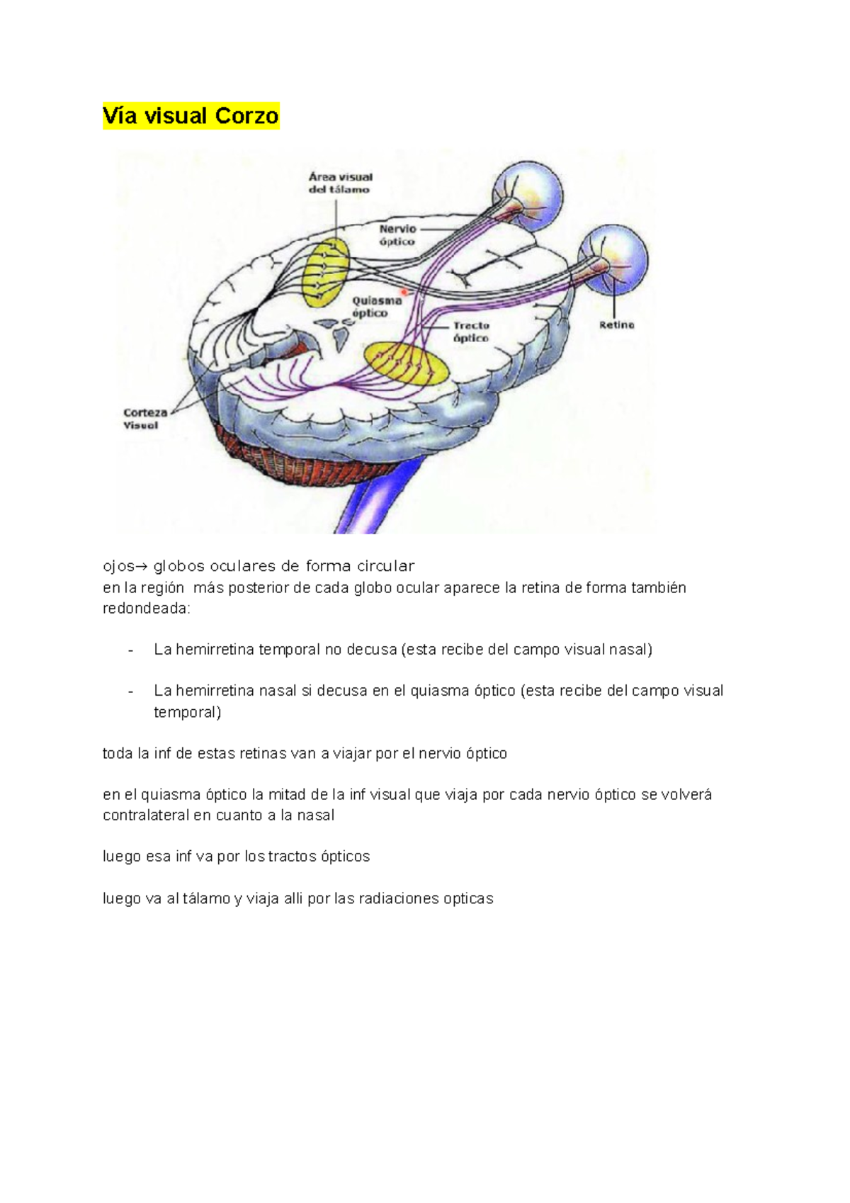 Via Visual y reflejos Oculares-2 - Sistemas Funcionales Efectores ...
