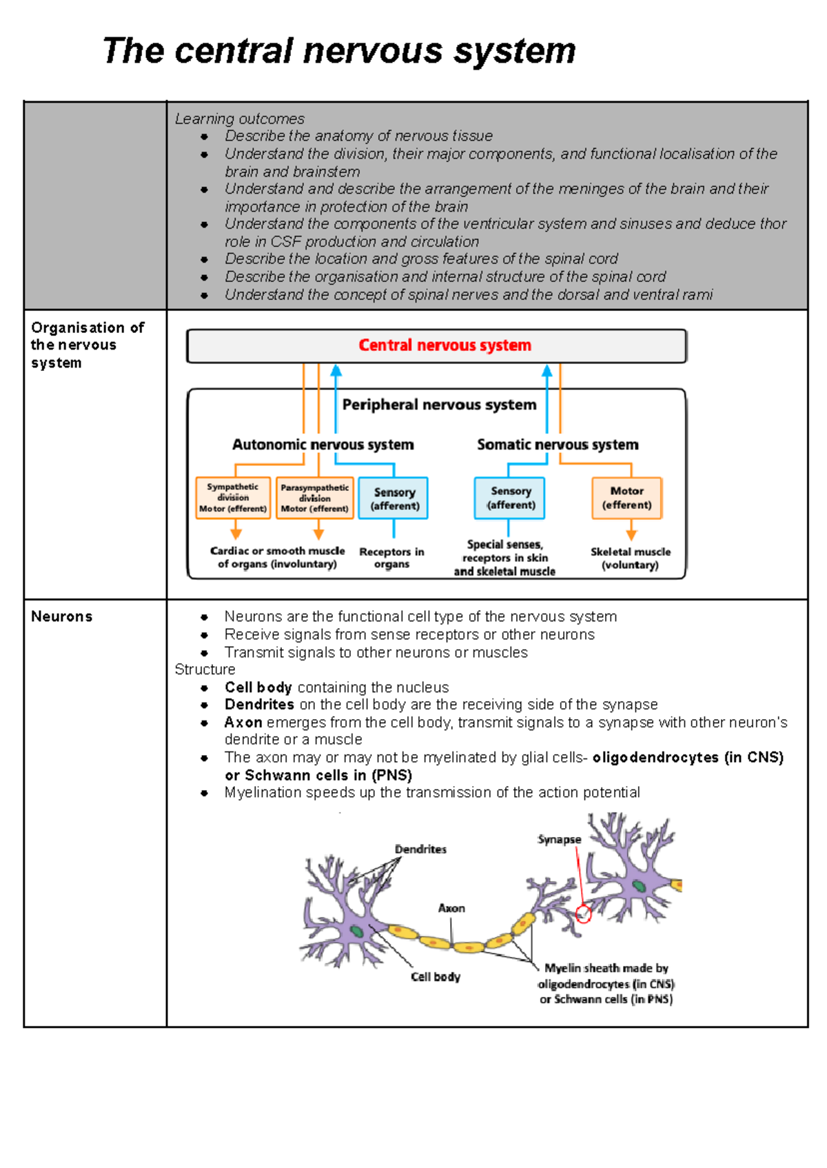 The central nervous system - The central nervous system Learning ...