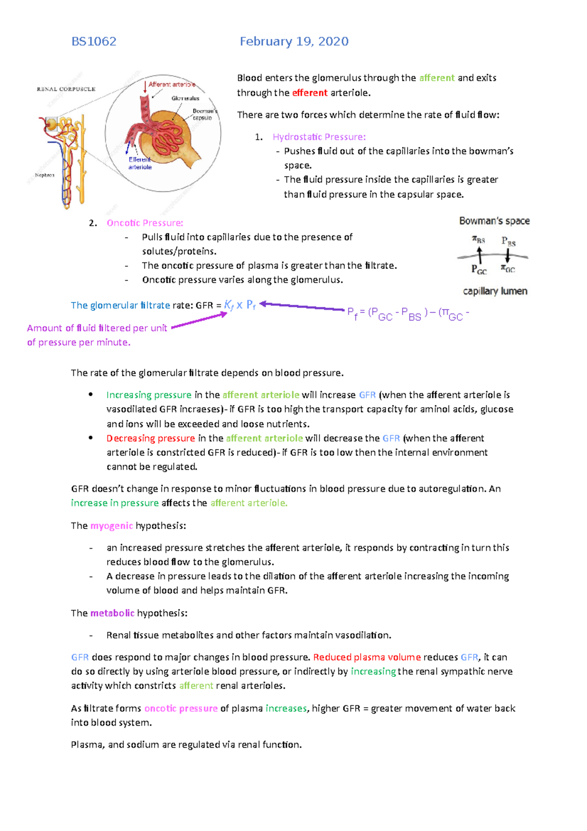 Renal filtrate - Lecture notes L4 - Blood enters the glomerulus through ...