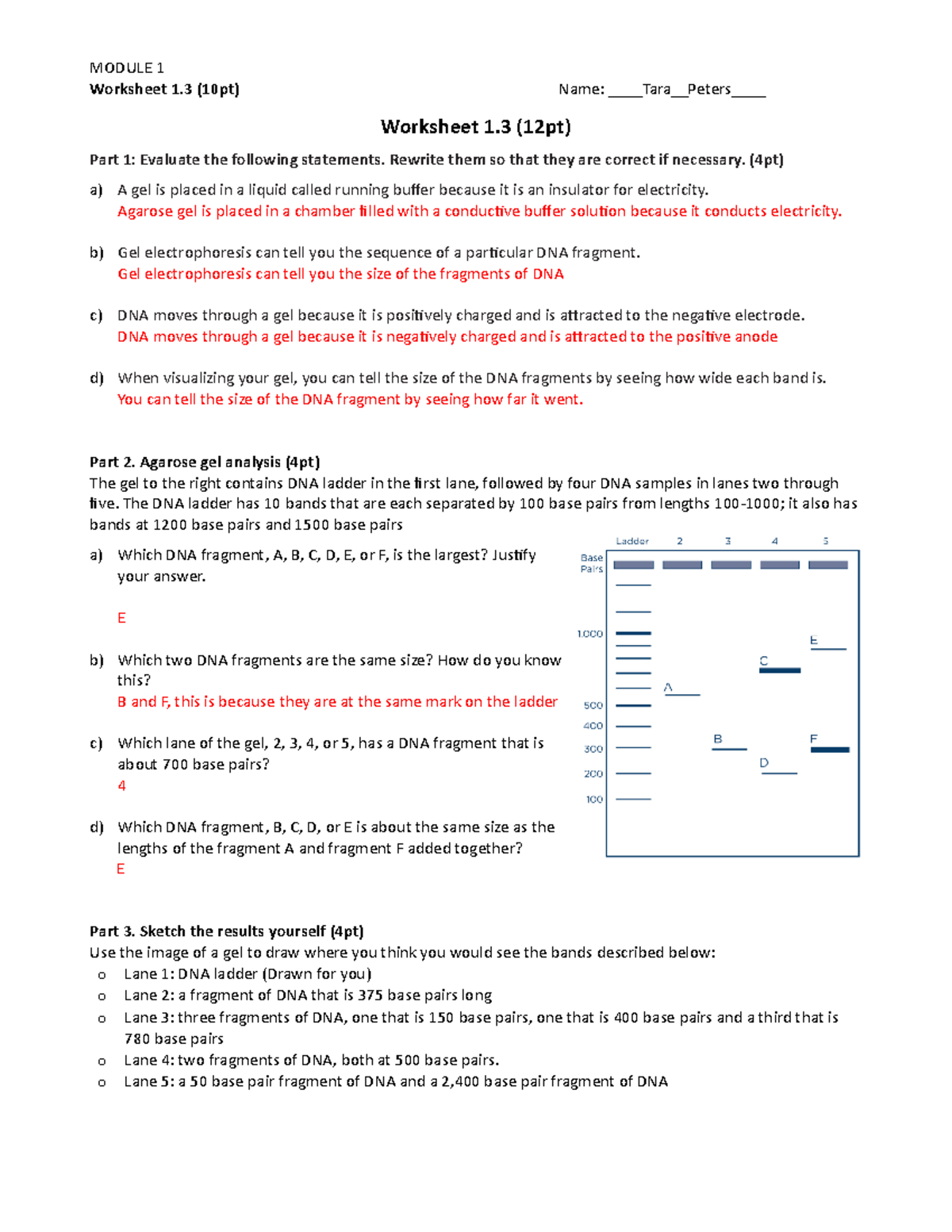 BIO 211- Worksheet 1 - MODULE 1 Worksheet 1 (10pt) Name: Tara__Peters ...