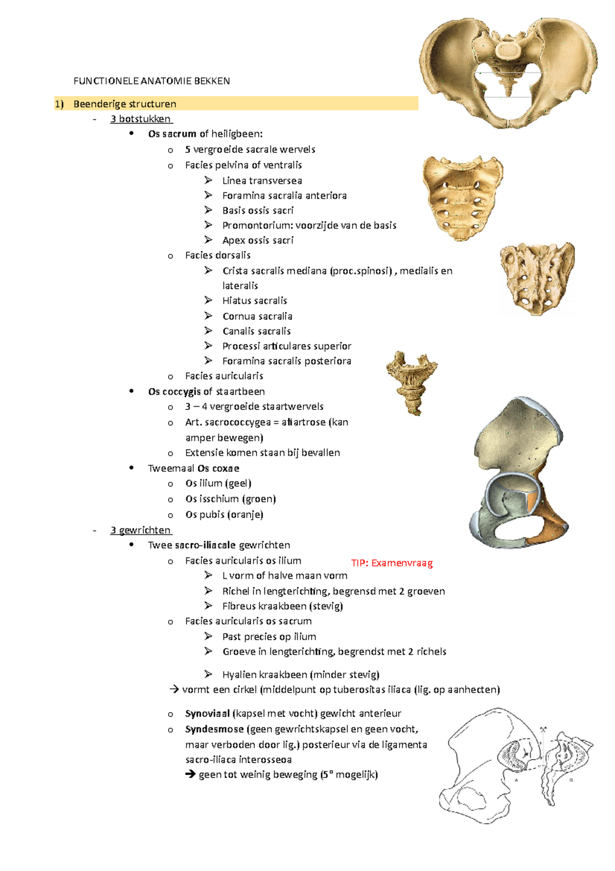 Functionele- Anatomie - FUNCTIONELE ANATOMIE BEKKEN Beenderige ...