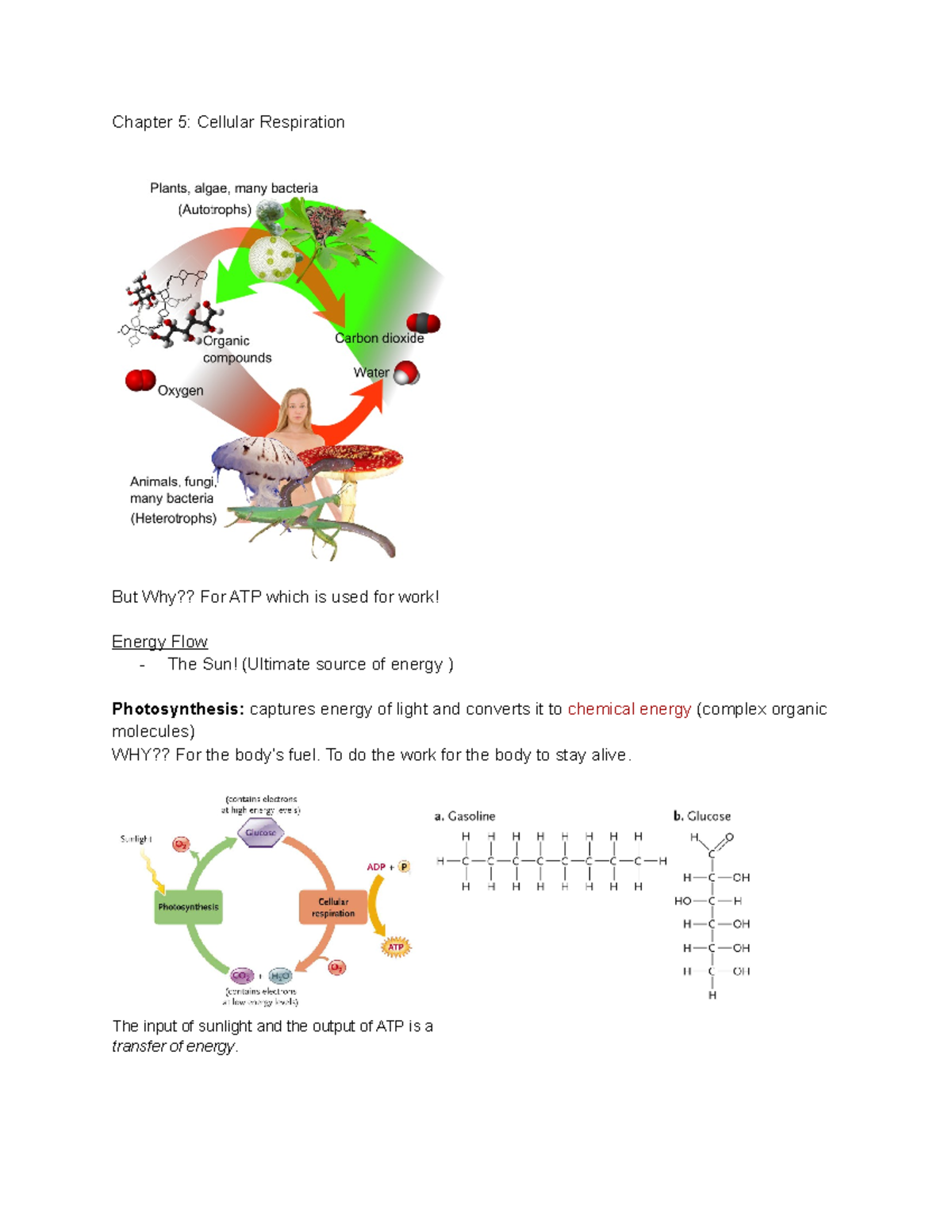 BIO Chapter 5- Cell Respiration - Chapter 5: Cellular Respiration But ...