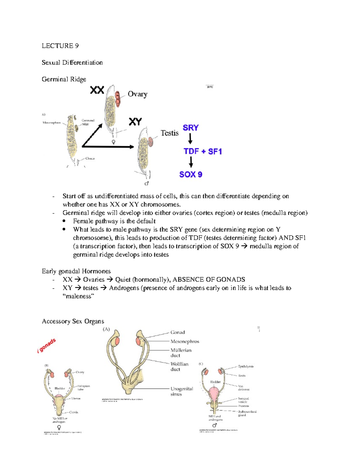 Lecture 9 Notes - LECTURE 9 Sexual Differentiation Germinal Ridge Start ...