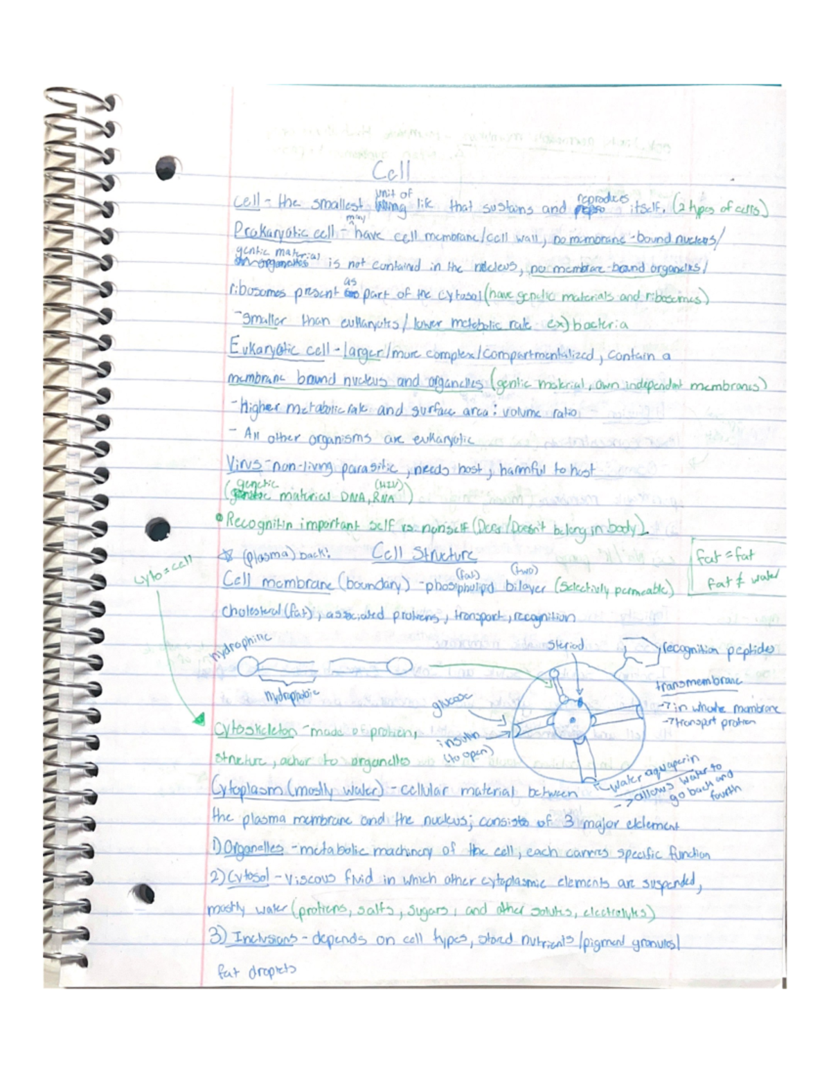 Cells - Anatomy and Physiology - 100 - Studocu