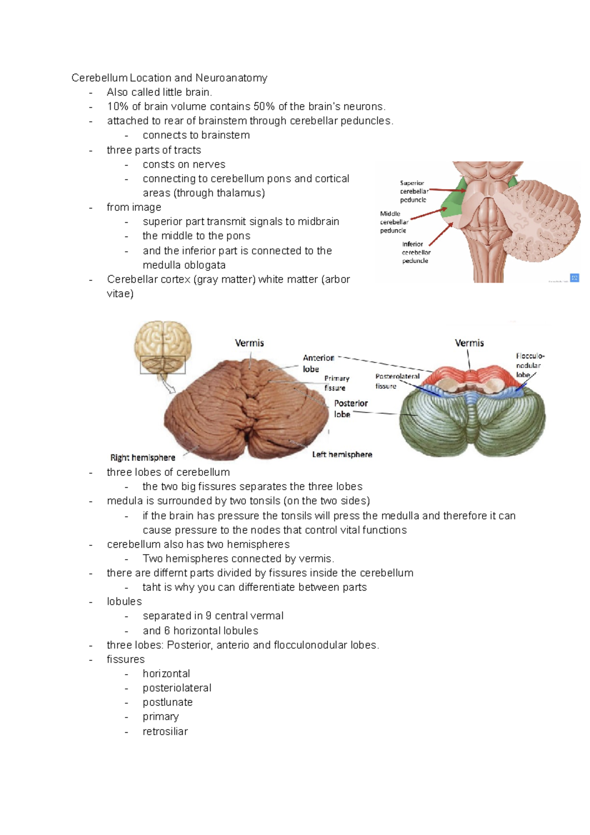 Lecture 4- introduction to brian anatomy part 2 - Cerebellum Location ...