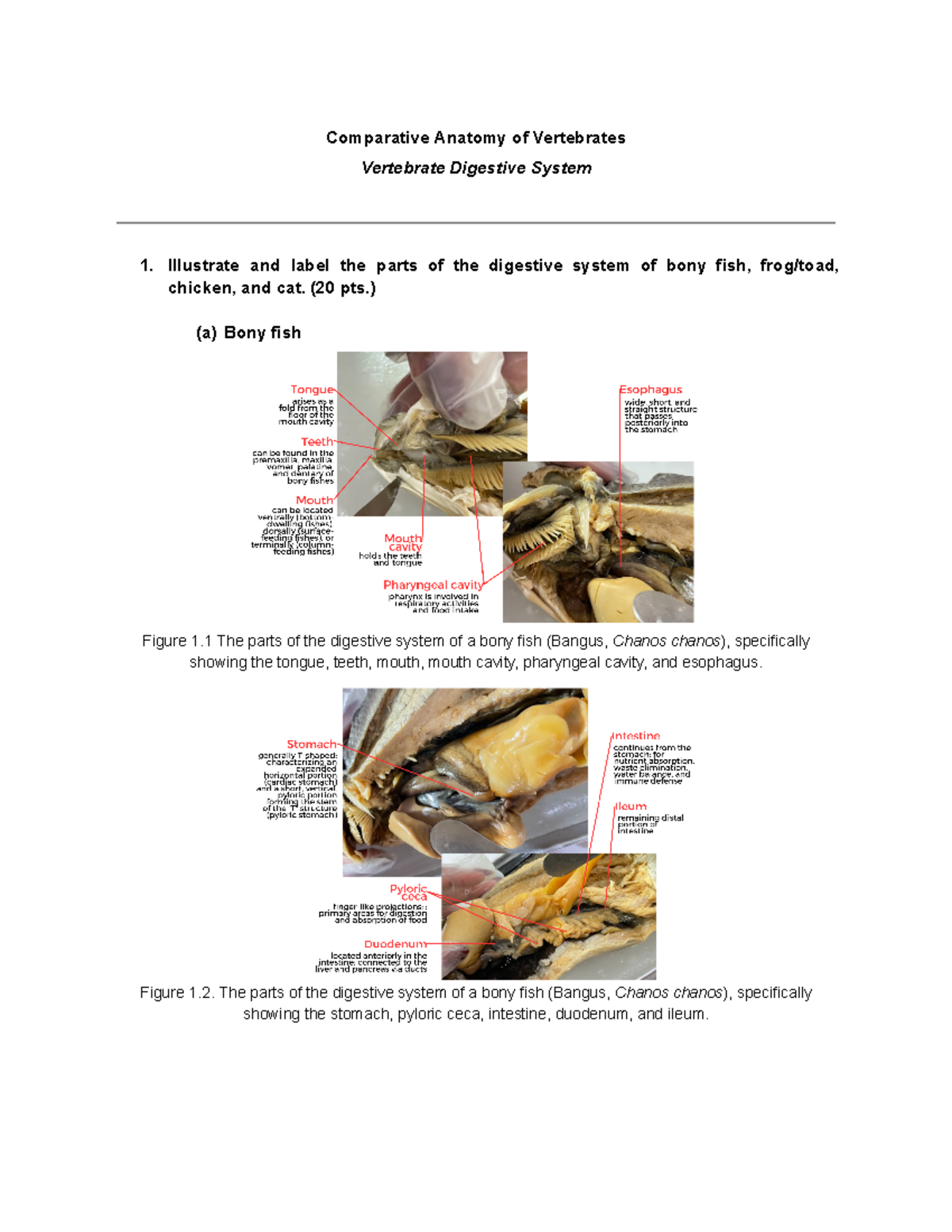 Laboratory Exercise Vertebrate Digestive System (Comparative Anatomy of ...