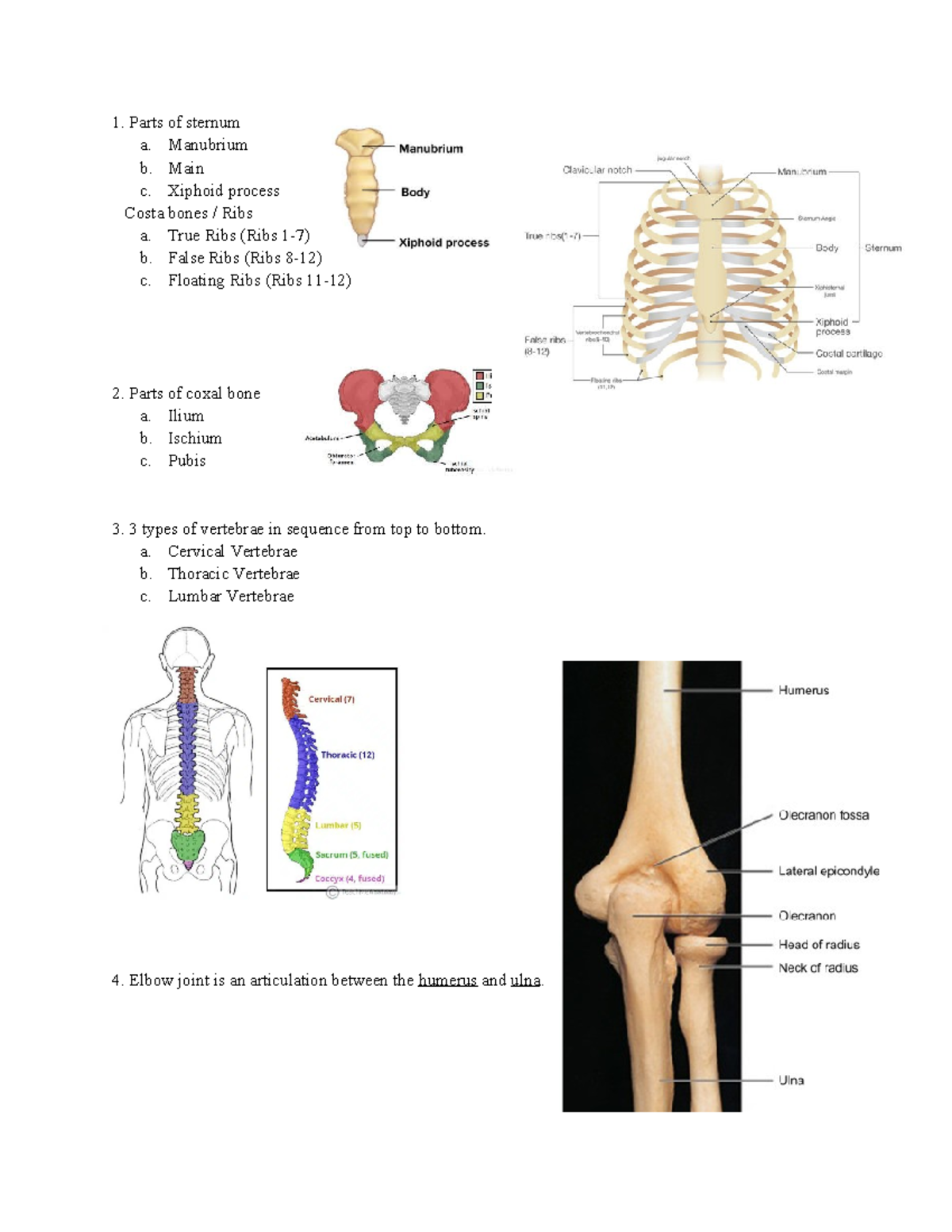 AP study guide - 1. Parts of sternum a. Manubrium b. Main c. Xiphoid ...