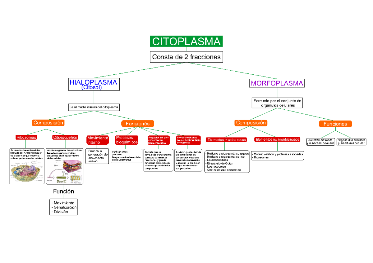 MAPA Conceptual Citoplasma-1 - CITOPLASMA HIALOPLASMA (Citosol) Es el ...
