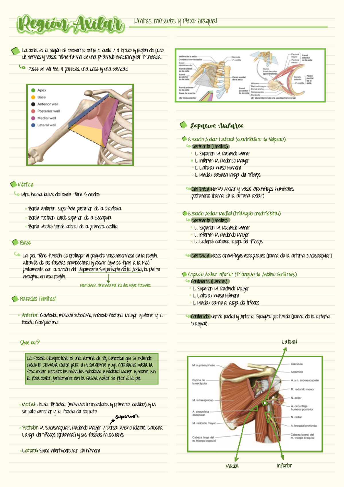 Región Axilar - Resumen Anatomia - Región AxilRegión Axil Limites ...