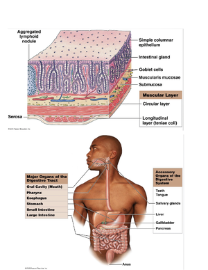 ANAT 101 - lecture 1 notes - ANAT 101 – Lecture 1 Anatomical ...