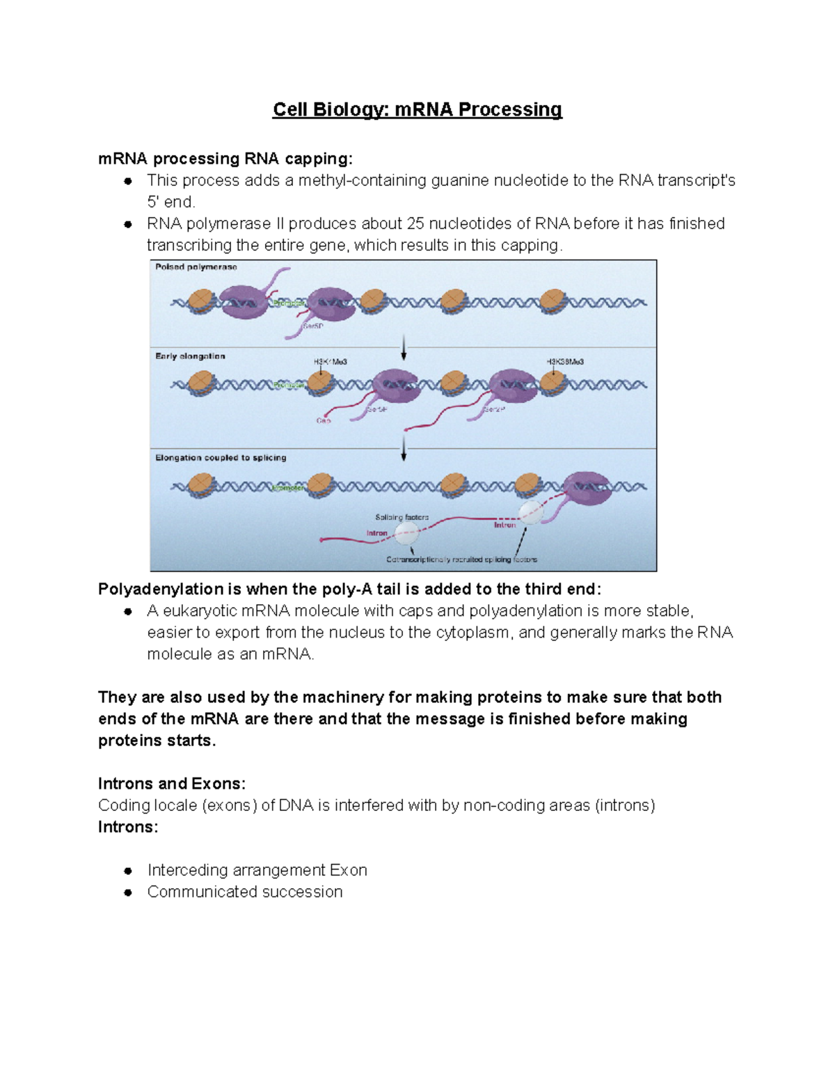 Cell Biology mRNA Processing - RNA polymerase II produces about 25 ...