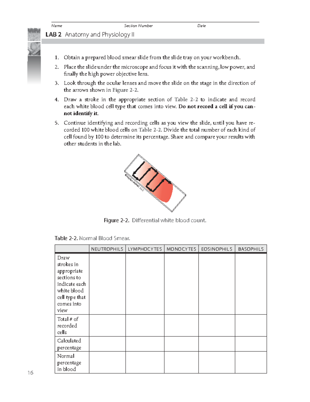 Lab2For A&P2 - These are the answers of this lab. - LAB 2 Anatomy and ...