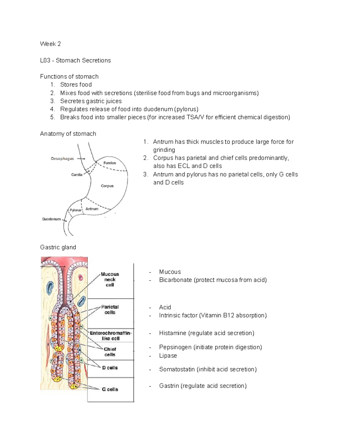 W02 - L03, L04, S01 - Week 2 notes - Week 2 L03 - Stomach Secretions ...