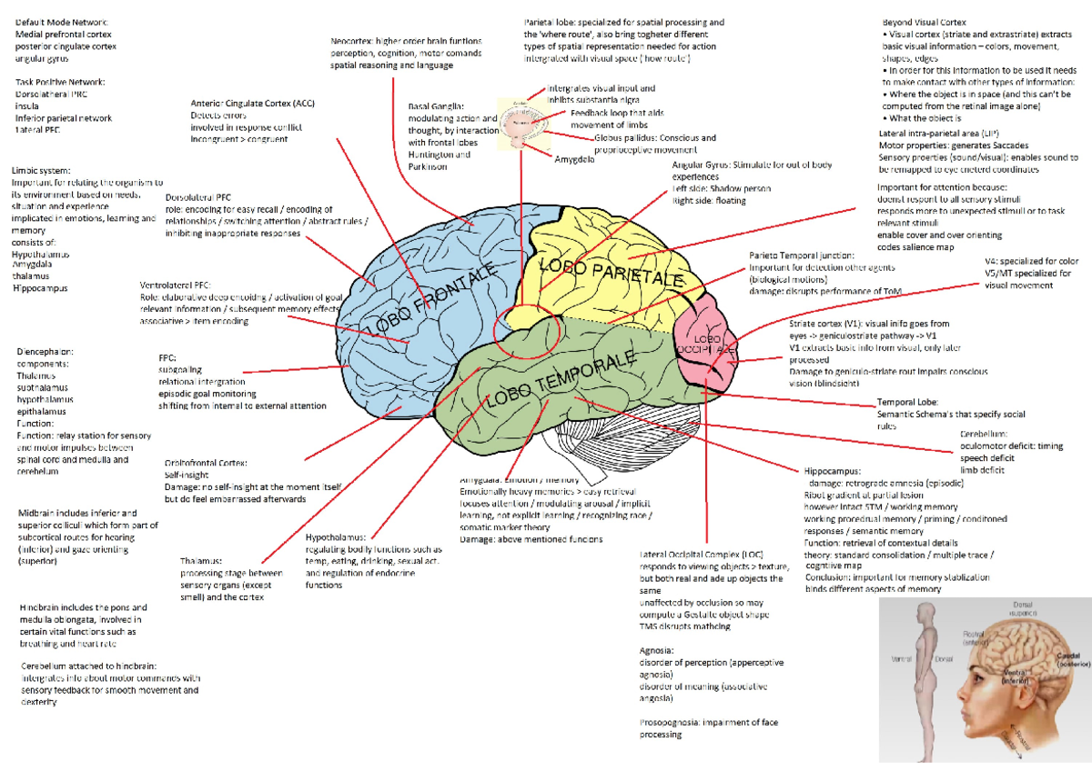 Brain map - Samenvatting hersen regio's - Cognitive Neuroscience ...