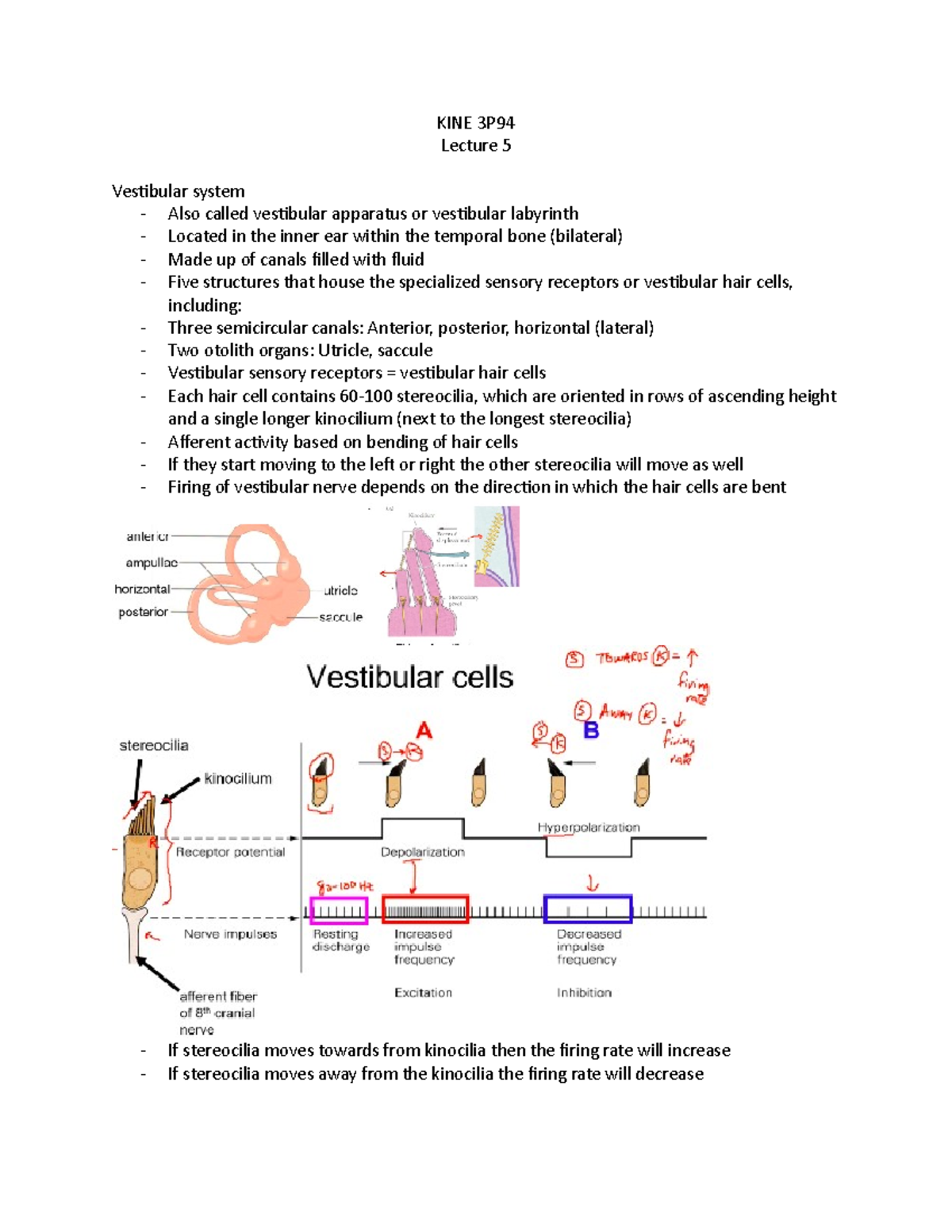 KINE 3P94 Lec 5 - Lecture 5 - KINE 3P Lecture 5 Vestibular system ...