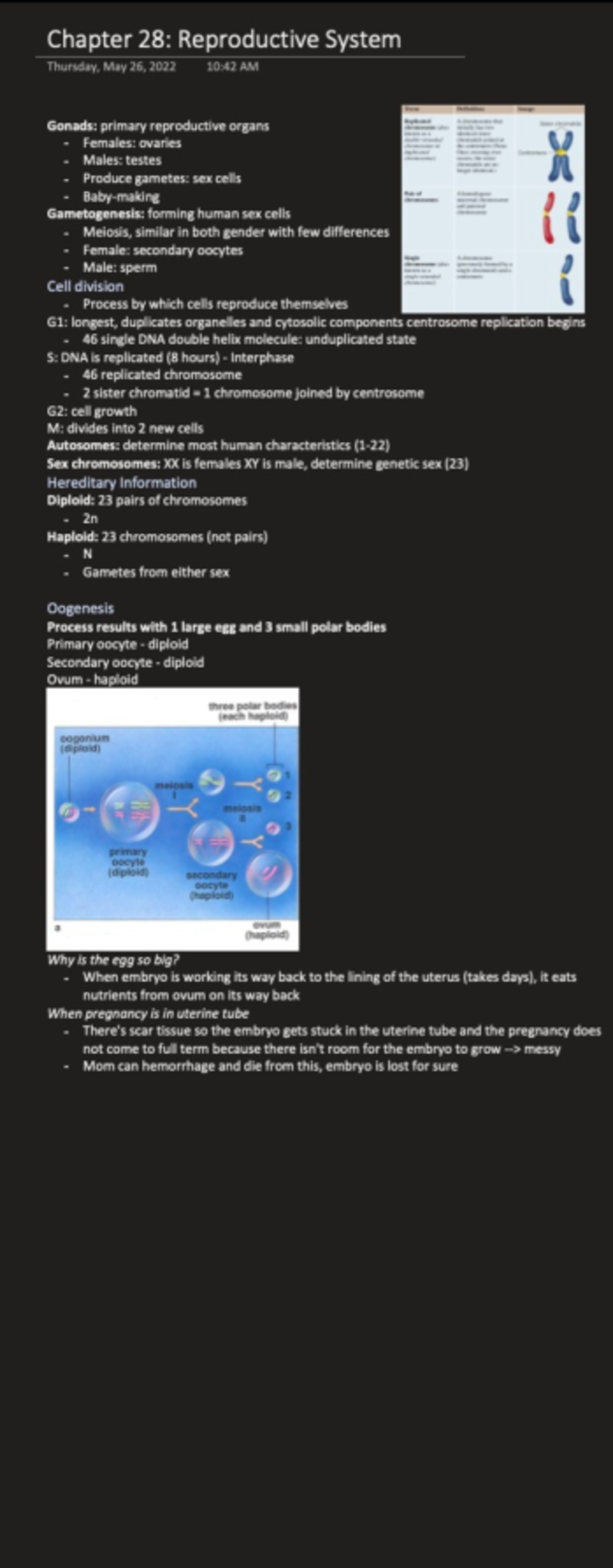 Chapter 28 - Mary Flynn - Chapter 28: Reproductive System Thursday, May ...