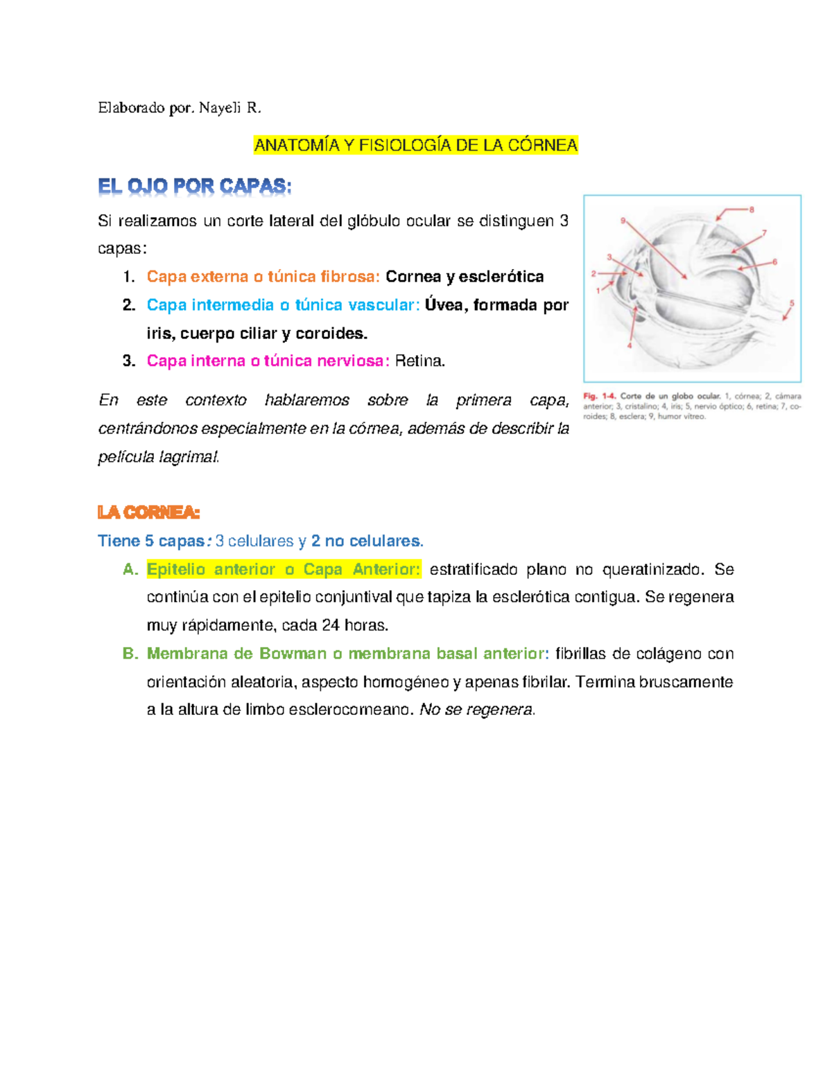Capas de la cornea - Elaborado por. Nayeli R. ANATOMÍA Y FISIOLOGÍA DE ...