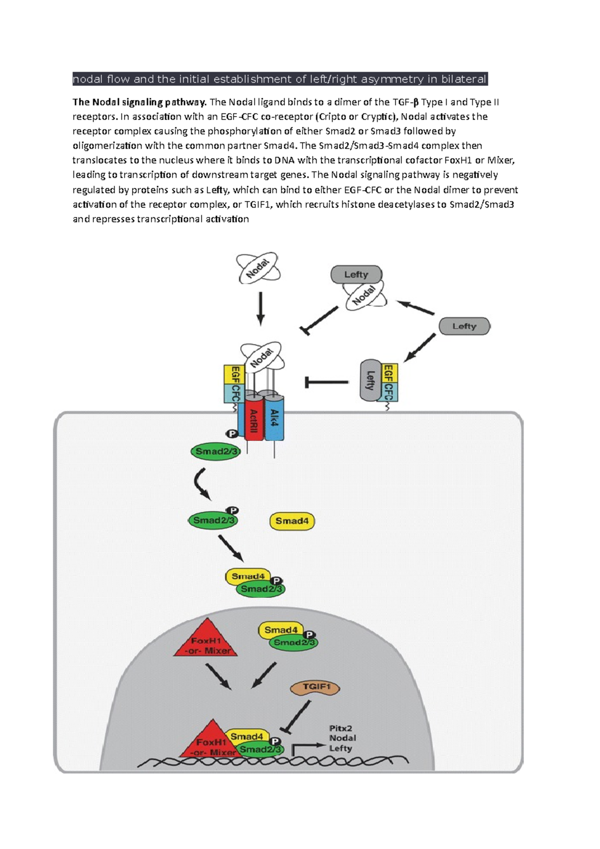 Nodal flow and the initial establishment of left - The Nodal ligand ...
