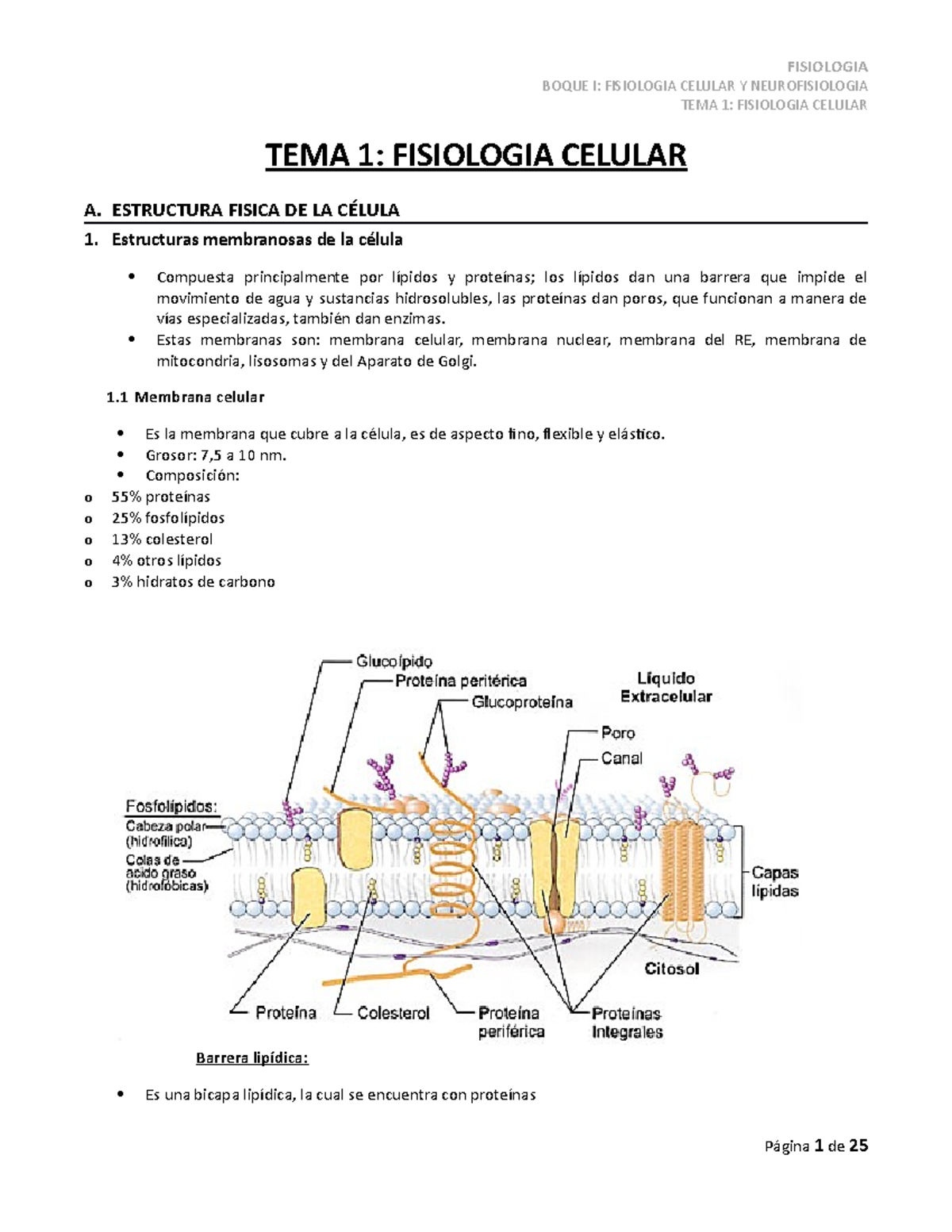 T1 - Fisio - Fisiologia Celular - BOQUE I: FISIOLOGIA CELULAR Y NEUROFISIOLOGIA TEMA 1 ...