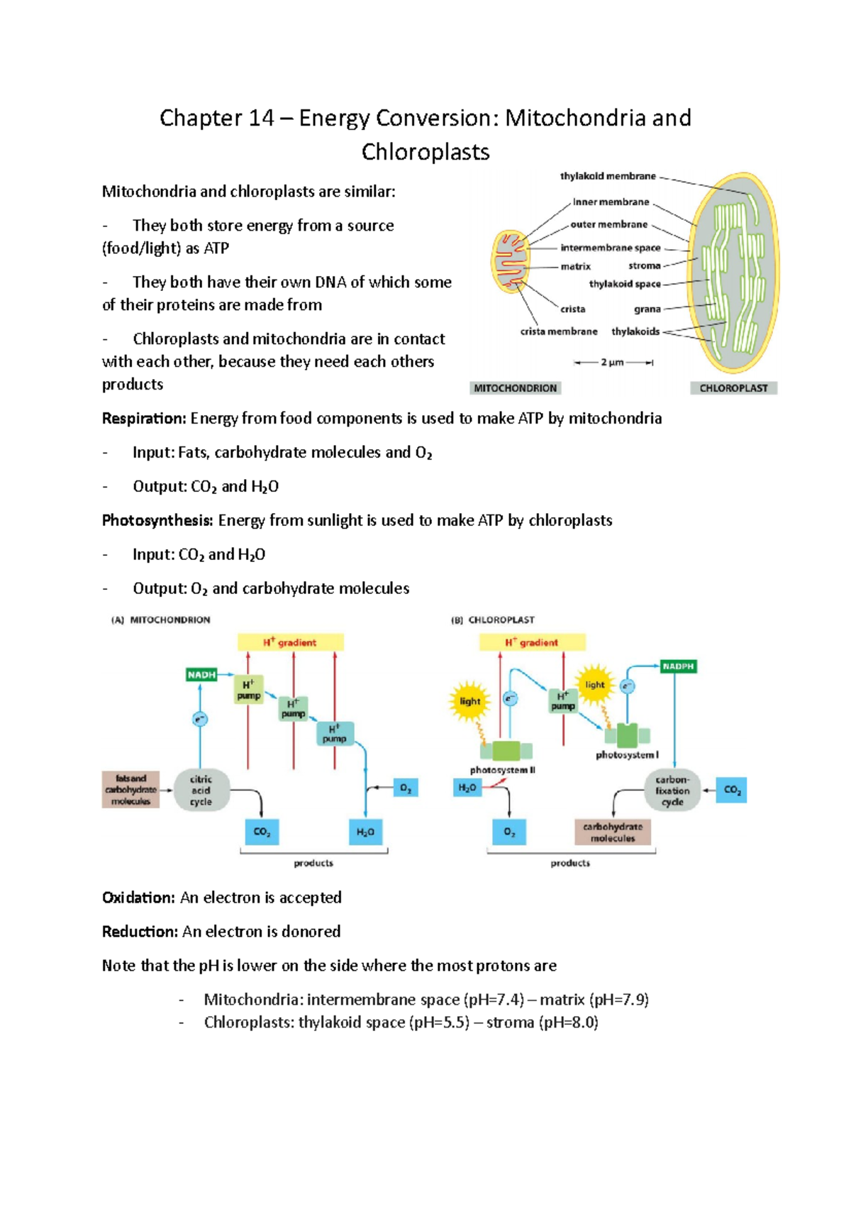 Molecular Biology of the Cell Chapter 14 - Chapter 14 Energy Conversion ...