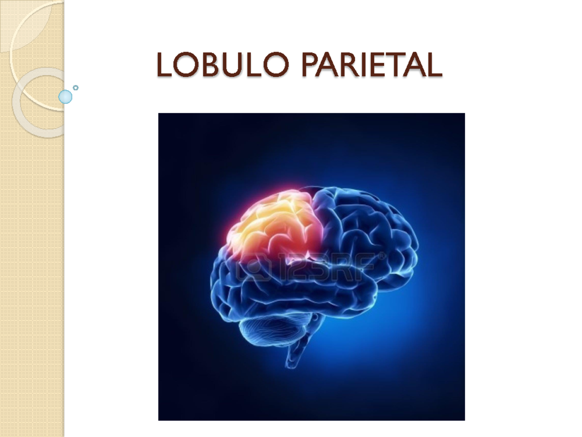 Lobulo Parietal - Resumen de la morfología del Lubulo - LOBULO PARIETAL ...