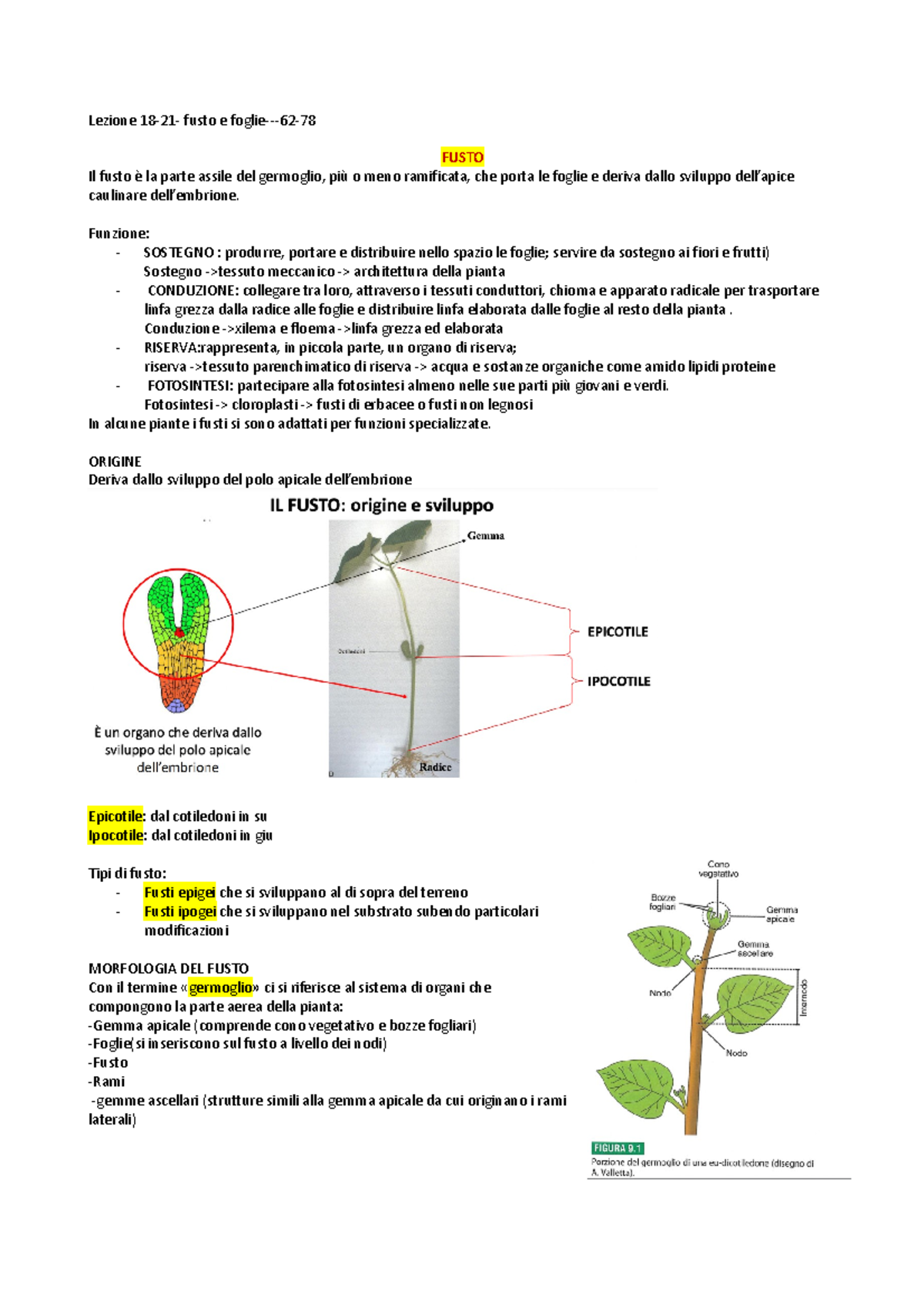 Anatomia fusti - Lezione 18-21- fusto e foglie-62- FUSTO Il fusto è la ...
