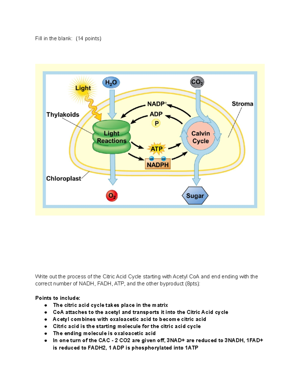 Cellular Respiration Diagram Fill In Blank