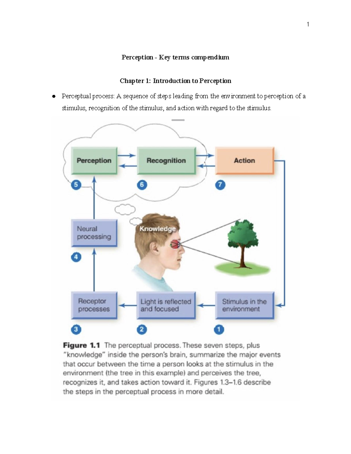 Perception - key terms - Sensation: Often identified with elementary ...