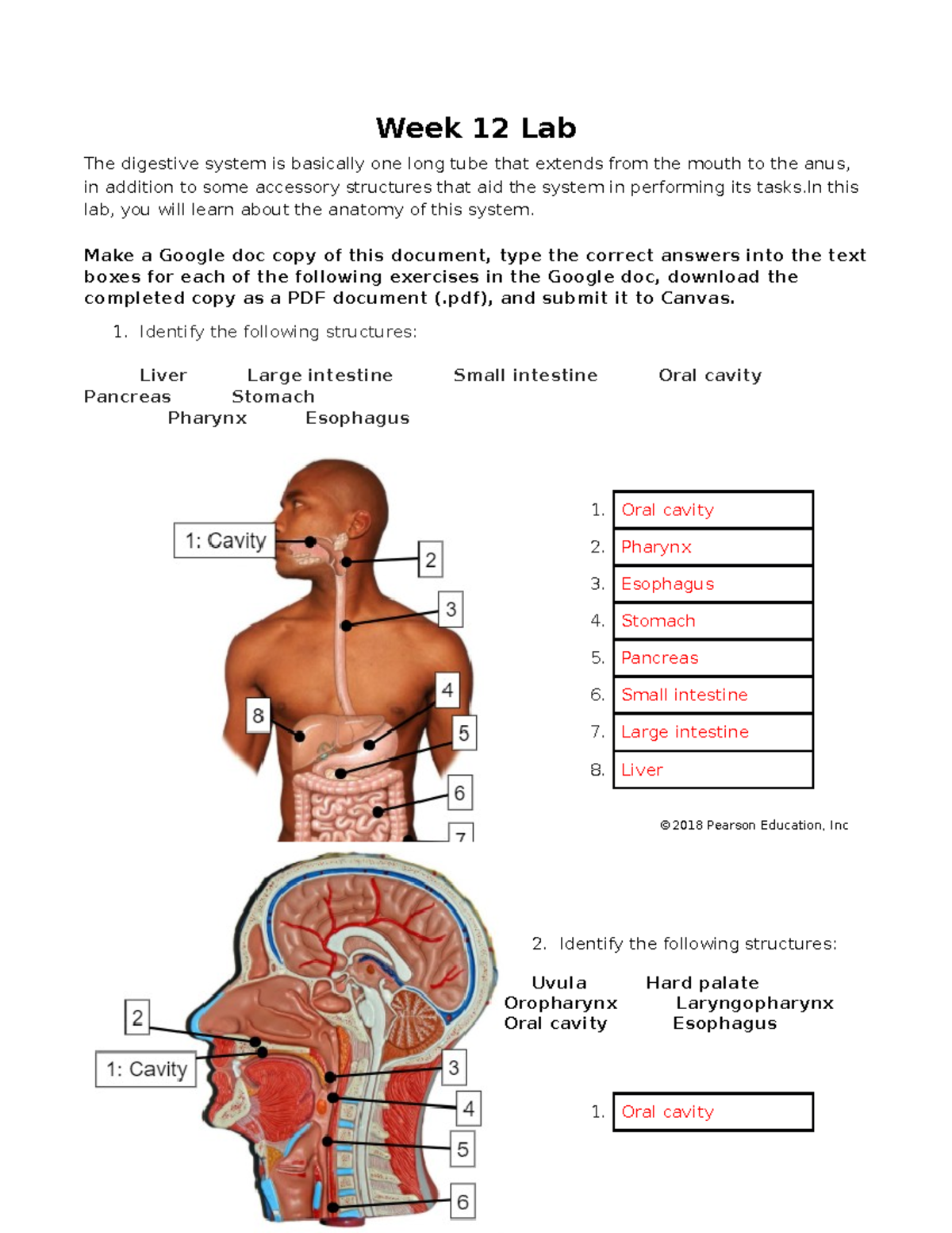 Week 12 Lab Answers - Week 12 Lab The digestive system is basically one ...