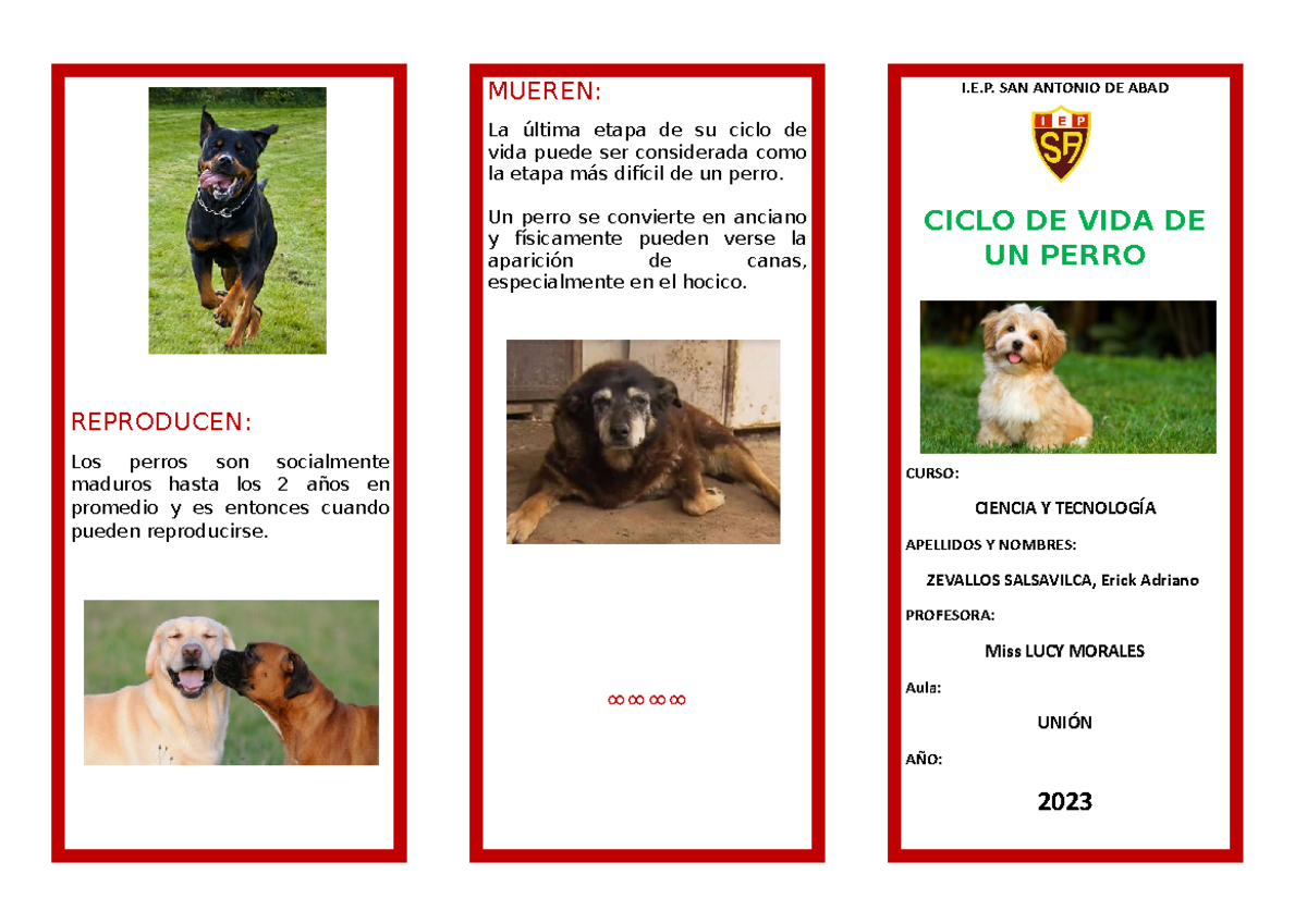 Triptico ciclo - para nivel inicial - I.E. SAN ANTONIO DE ABAD CICLO DE ...