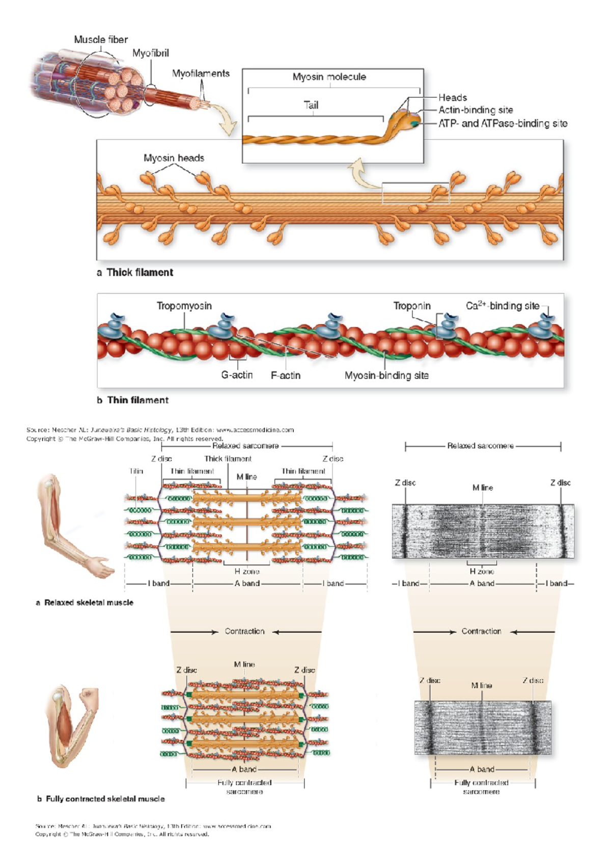 Summary - overzicht spiercontractie - Gezonde en zieke cellen I ...