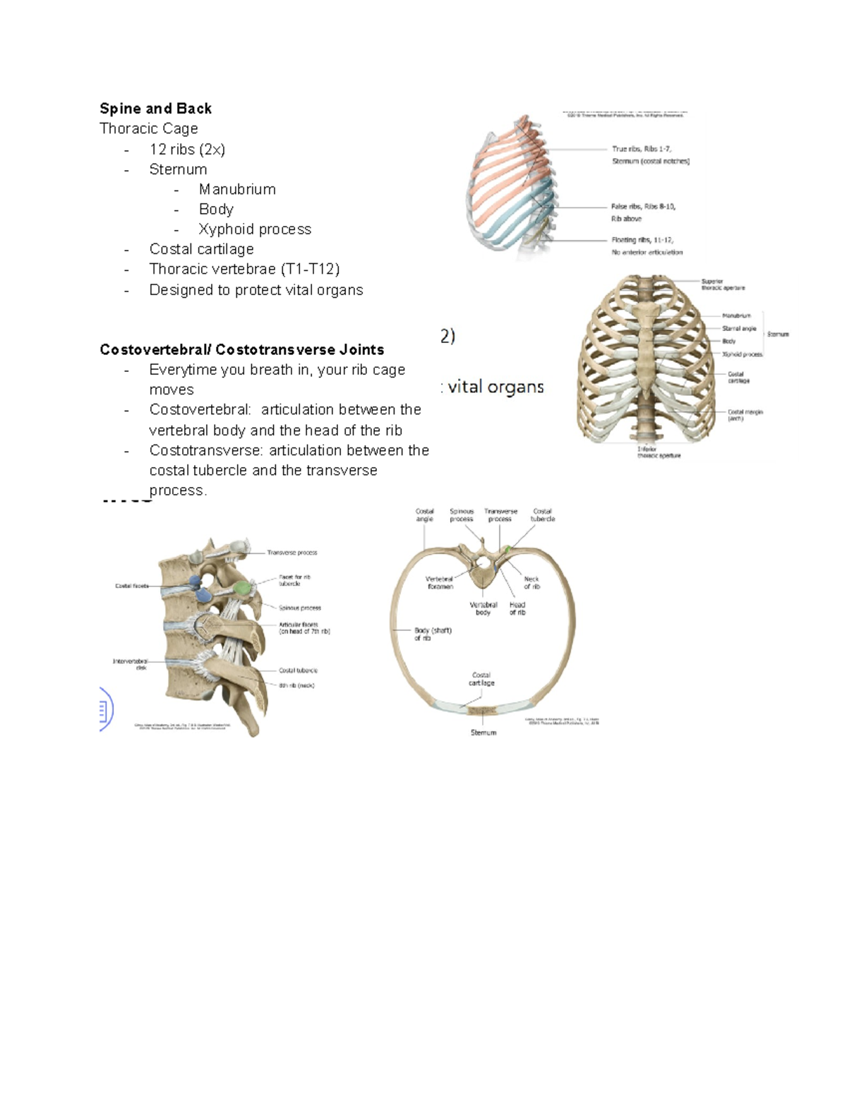 Week 11 Trunk muscles - Anatomy notes - Spine and Back Thoracic Cage ...