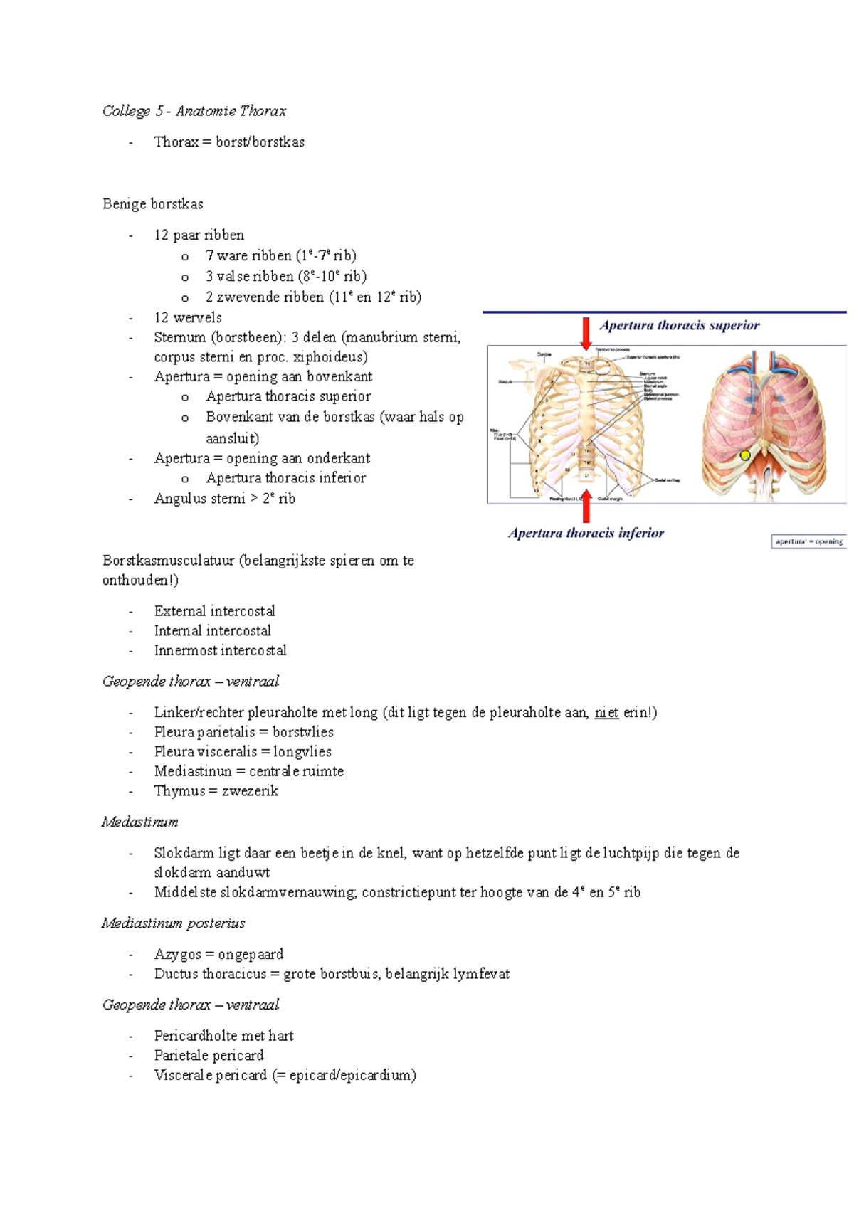 College 5 & 6 - College 5 - Anatomie Thorax Thorax = borst/borstkas ...