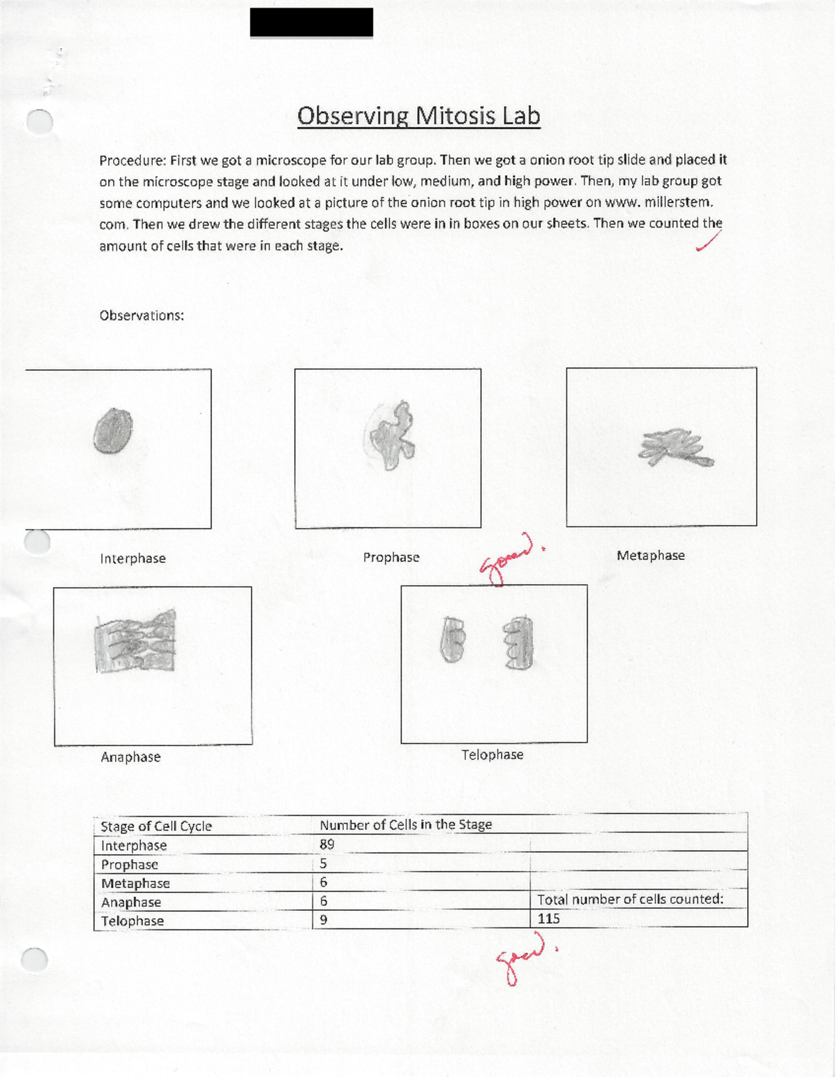 Observing mitosis examples form b - Observing Mitosis Lab Procedure ...