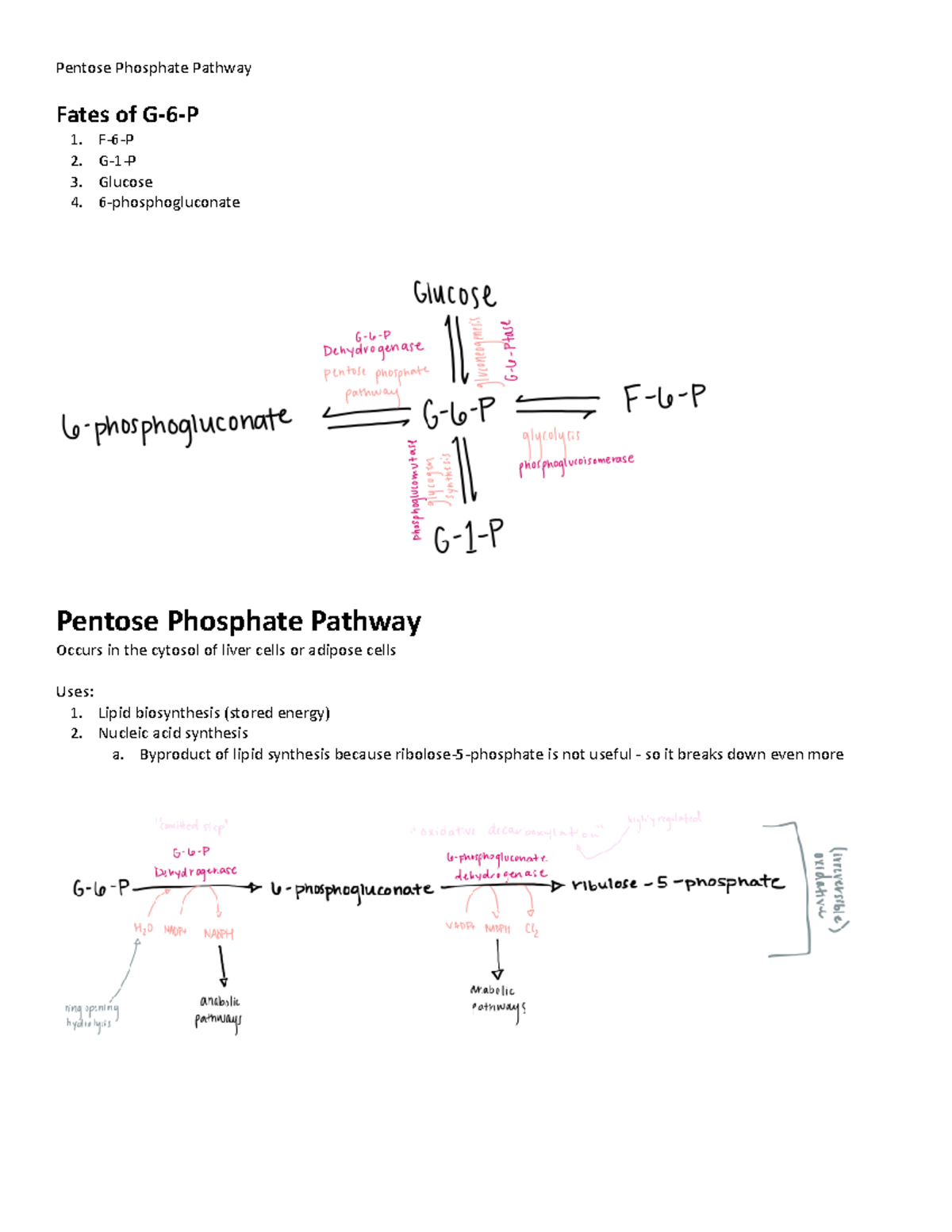 Pentose Phosphate Pathway Notes - Pentose Phosphate Pathway Fates of G ...