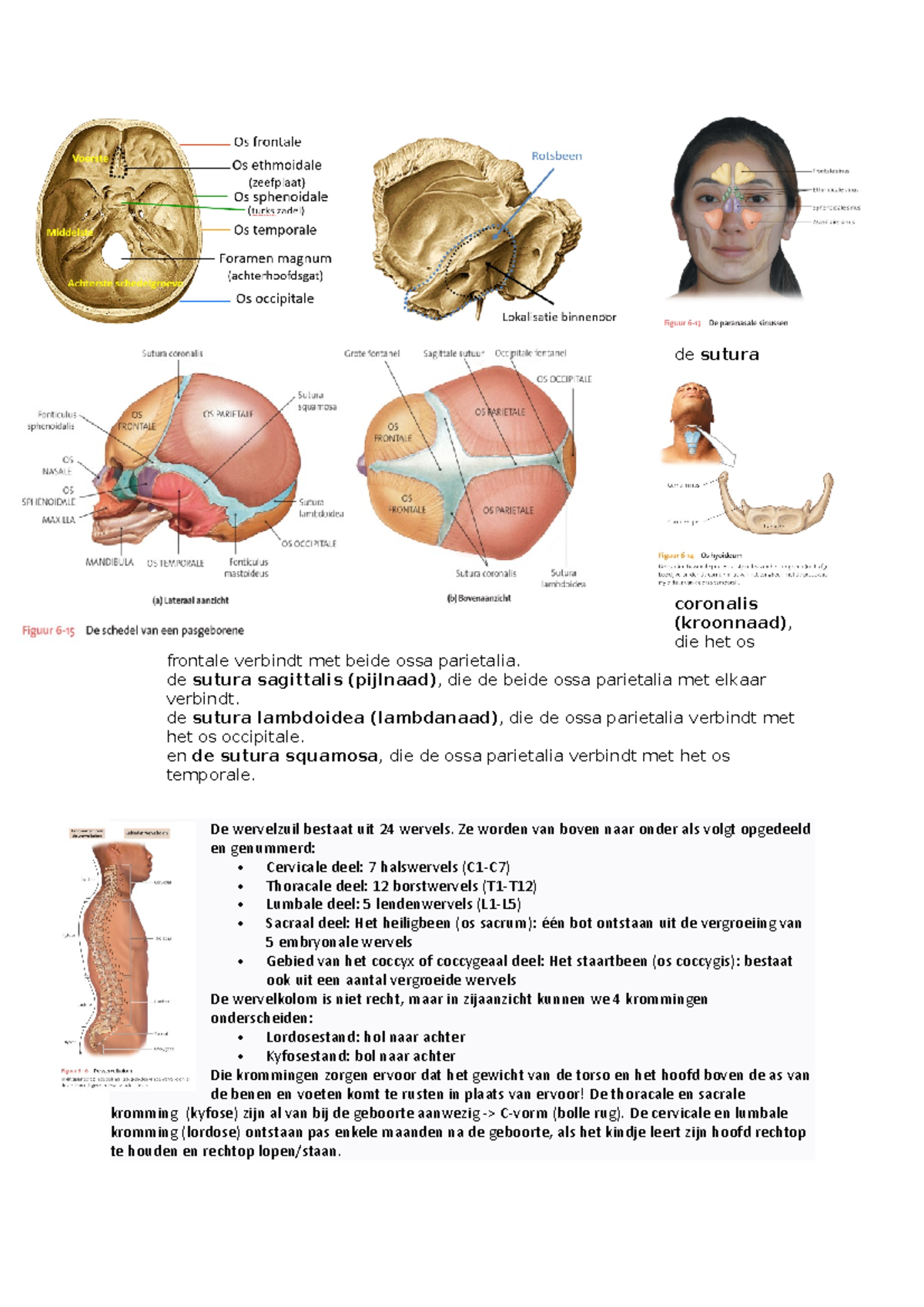 Schedel tekening latijnse namen - de sutura coronalis (kroonnaad), die ...