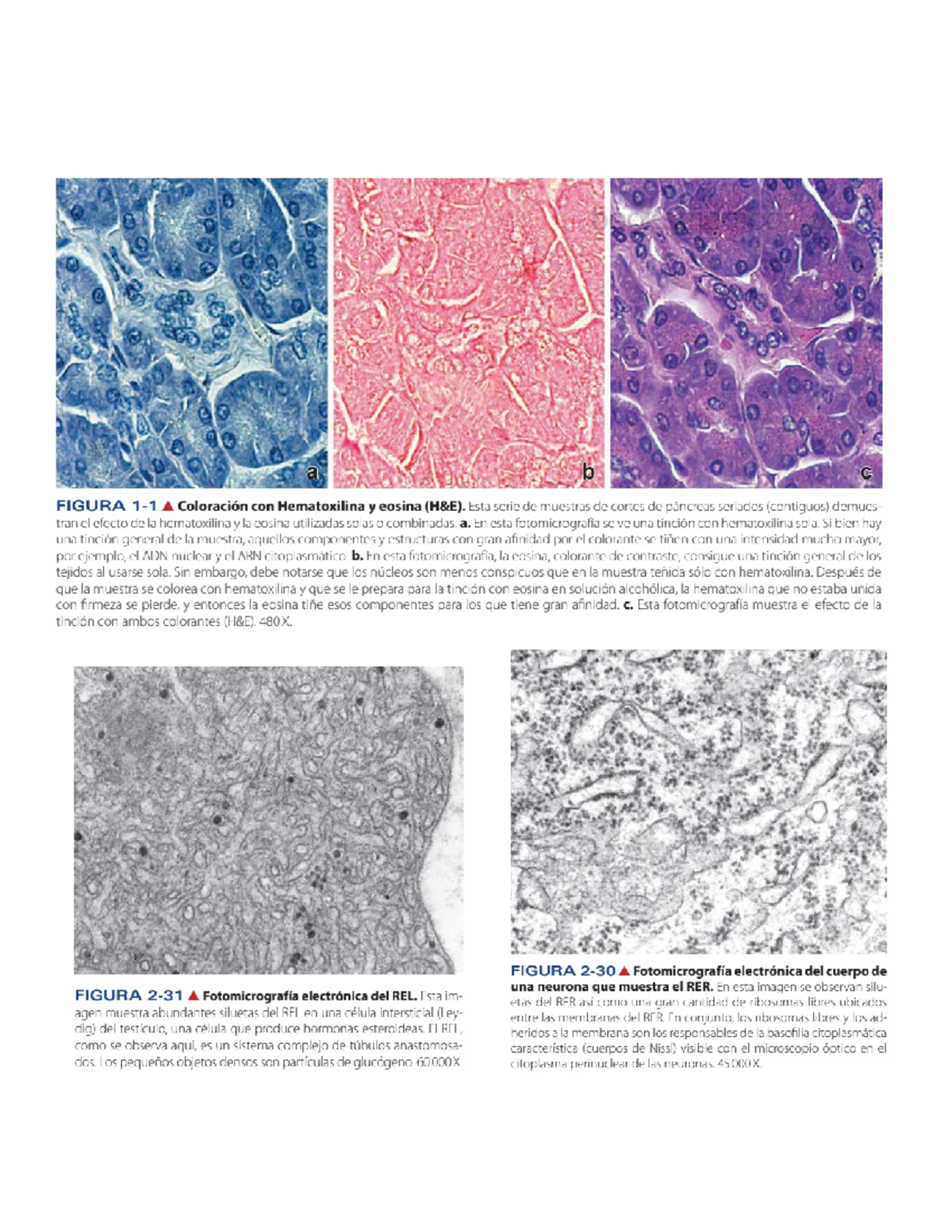 Imagenes histologia - b C FIGURA A Coloración con Hematoxilina y eosina ...