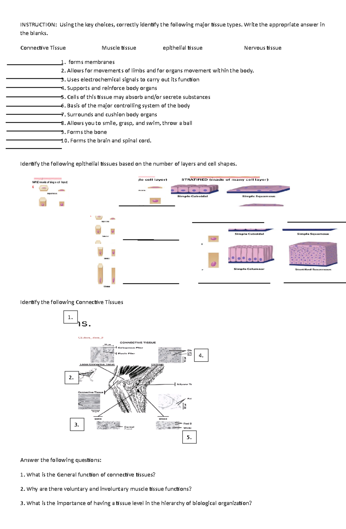 Animal tissues - INSTRUCTION: Using the key choices, correctly identify ...