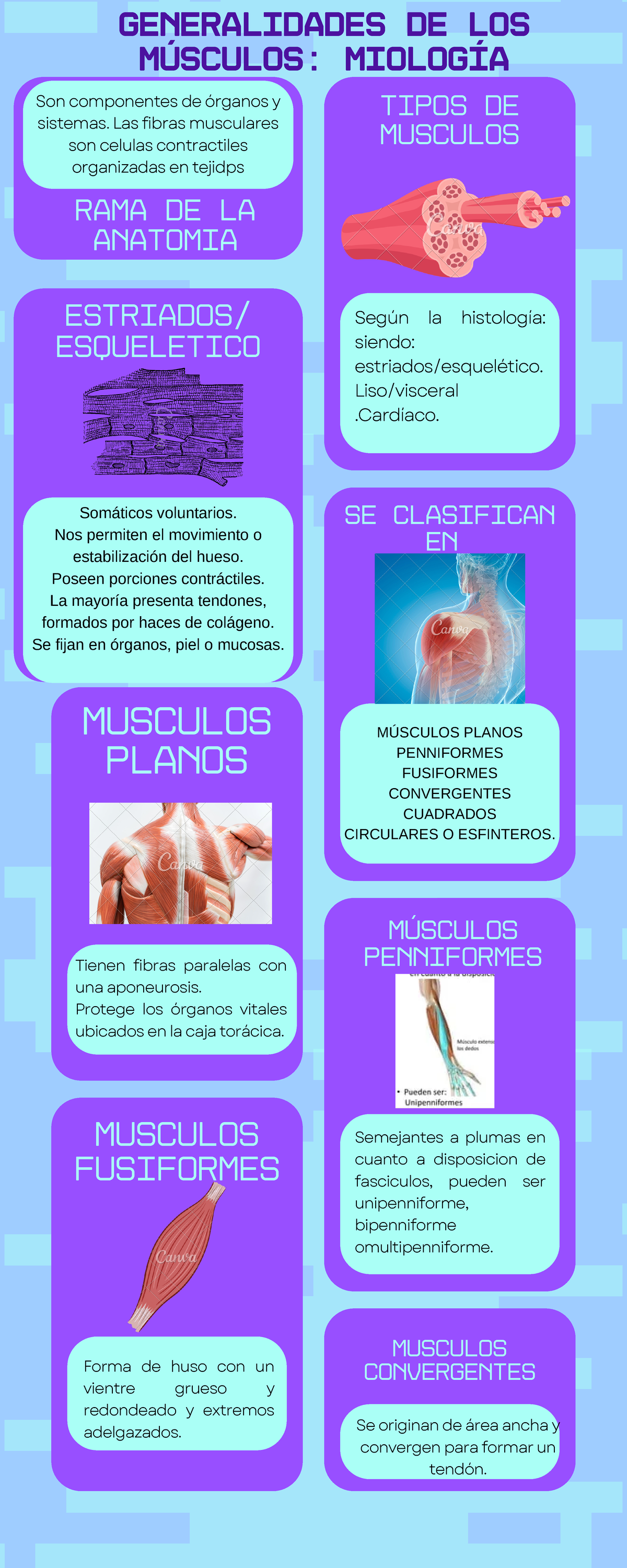 Infografia de las generalidades de los musculos - Son componentes de ...