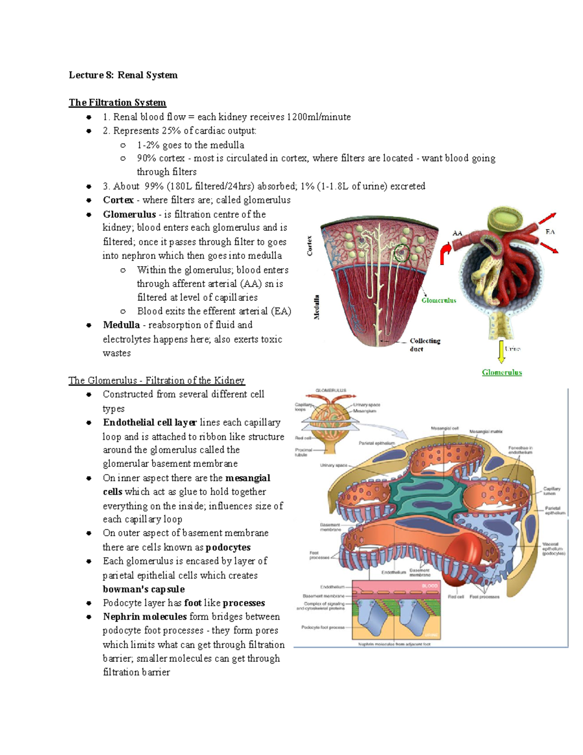 Lecture 8 Renal System - Lecture 8: Renal System The Filtration System ...