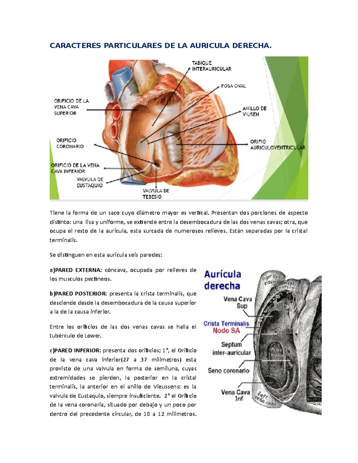 GUÍA Taller No 1 - Anatomía - GUÍA TALLER No. 1 CICLO II 202 4 - 2025 ...