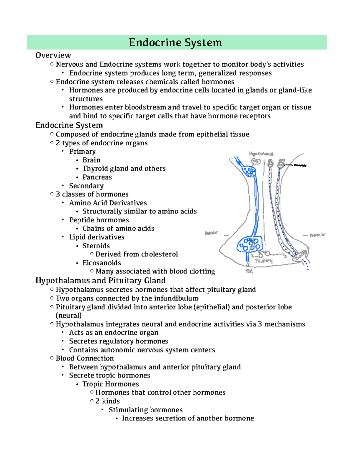 Endocrine System Notes - Endocrine System Overview Nervous and ...