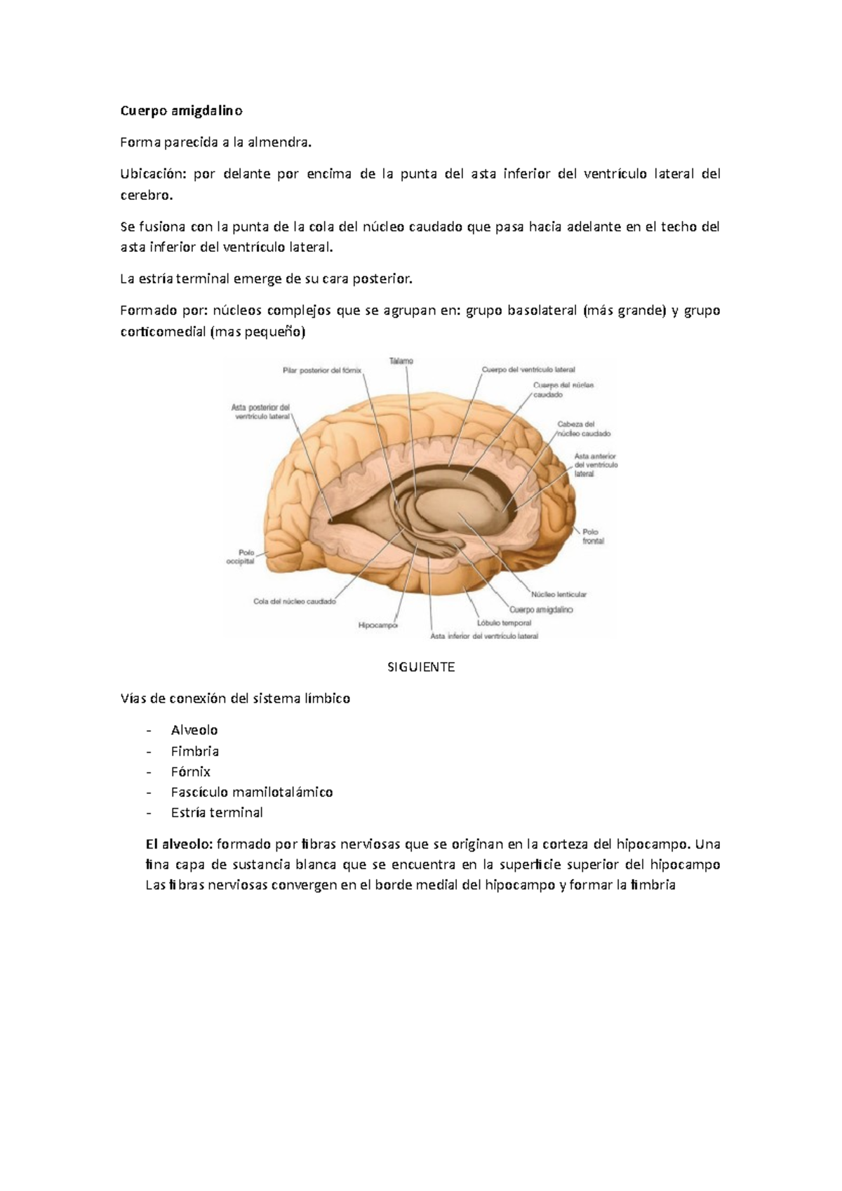 Sistema Amigadalino Neuroanatomia Clinica Snell - Cuerpo amigdalino ...