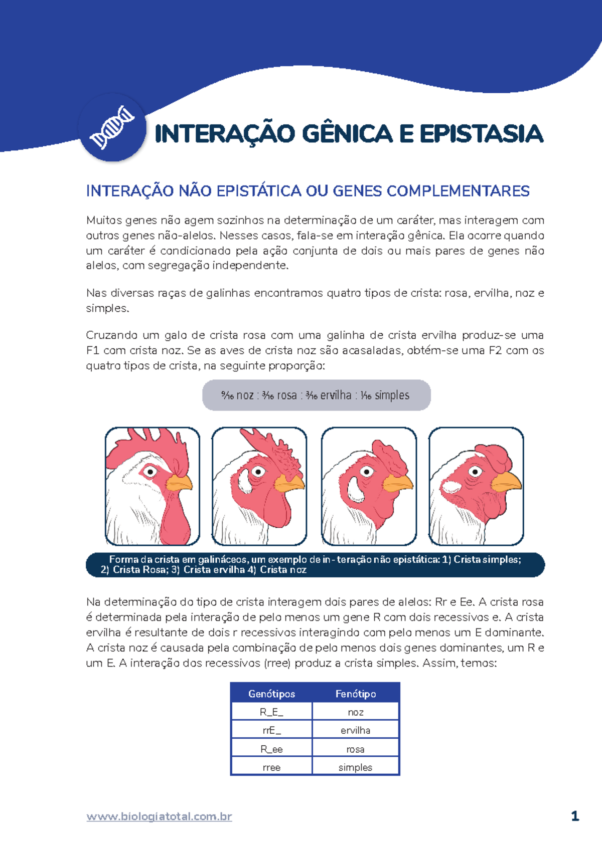 1361-6 - GENÉTICA - InteraçÃO GÊNICA E Epistasia - biologiatotal.com 1 ...