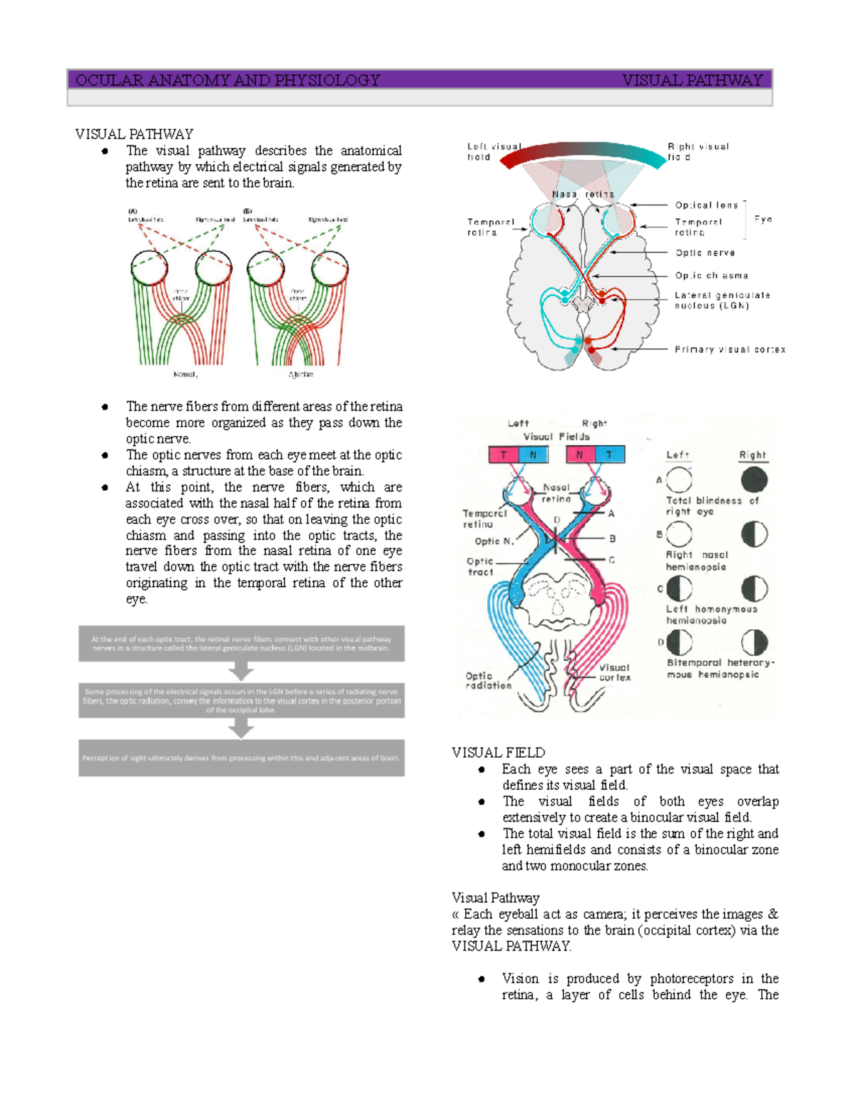 Visual Lectures - VISUAL PATHWAY The visual pathway describes the ...