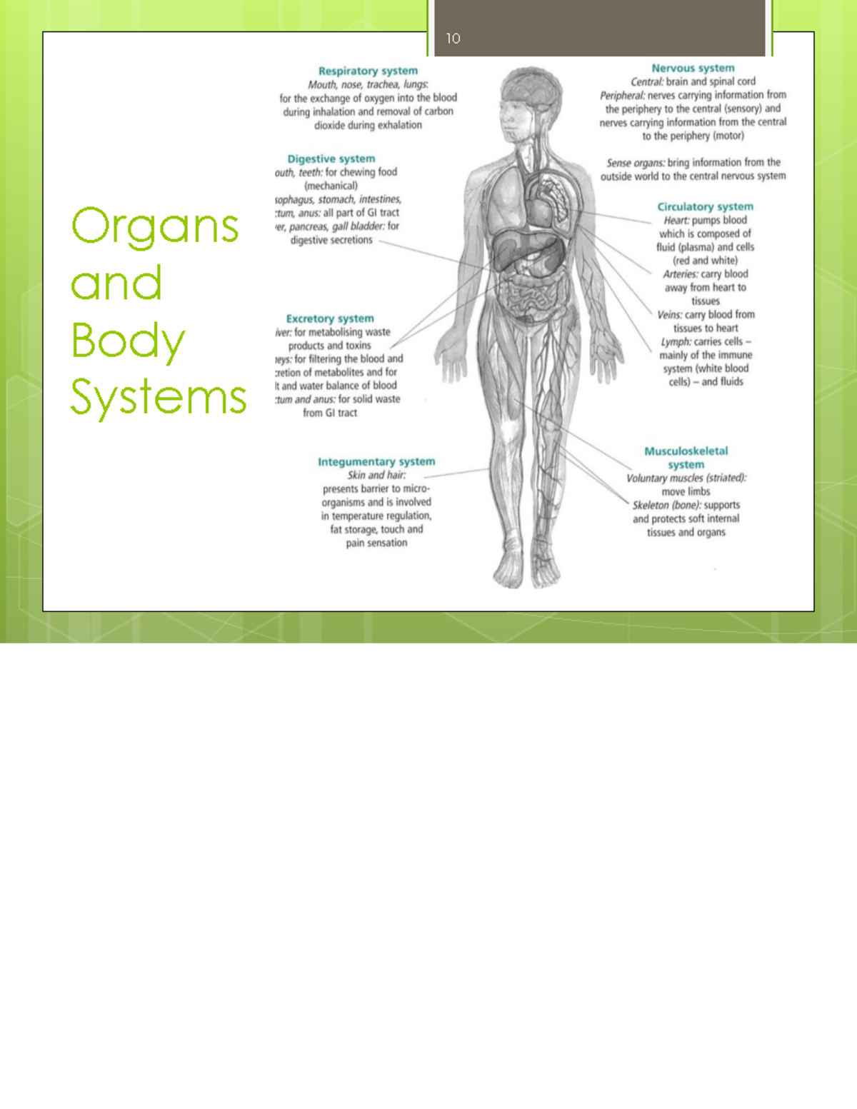 Hlst 110 print 1 - lecture - Organs and Body Systems RESPIRATORY SYSTEM ...
