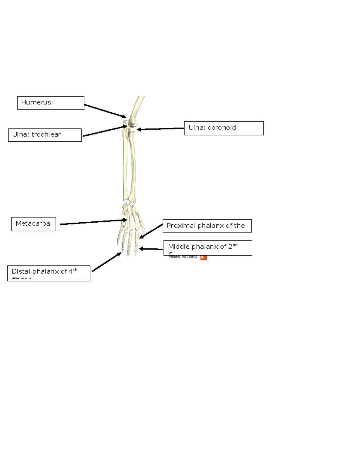Wk6 lab - Ulna: coronoid process Humerus: olecranon fossa Ulna ...