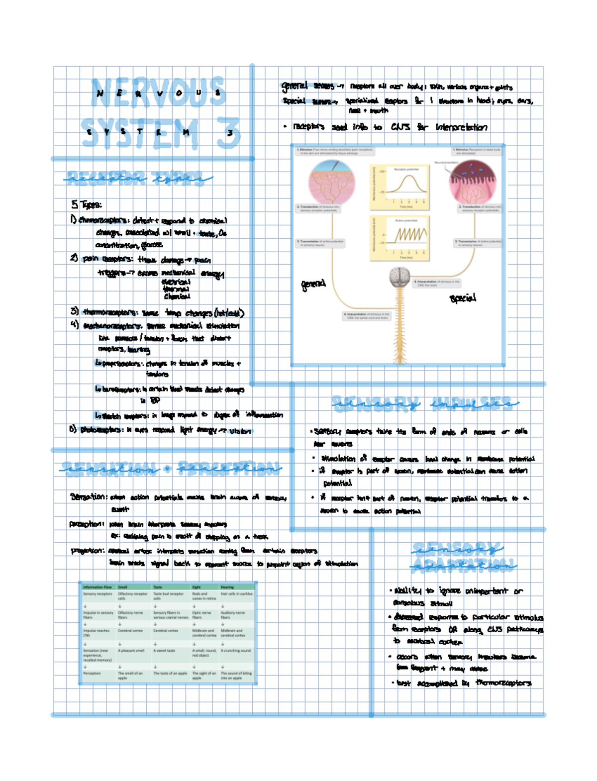 Chapter 12- Nervous System - general senses 7 receptors ...