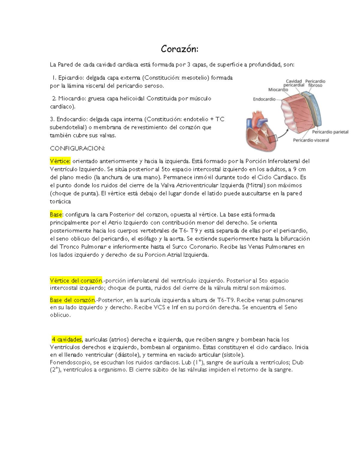 Anatomia corazon - Corazón: La Pared de cada cavidad cardíaca está ...