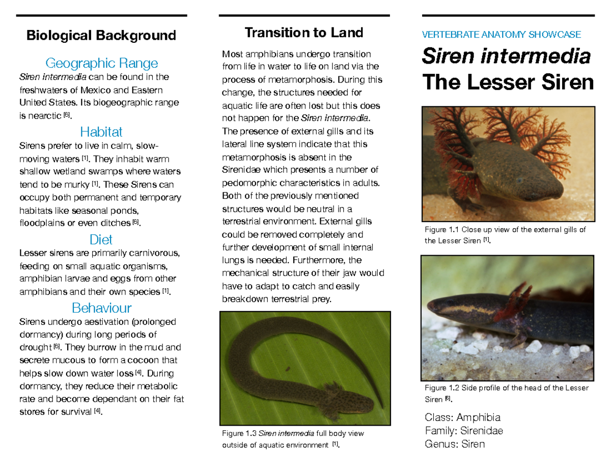 Lab Assignment I - Example Pamphlet - Transition to Land VERTEBRATE ...